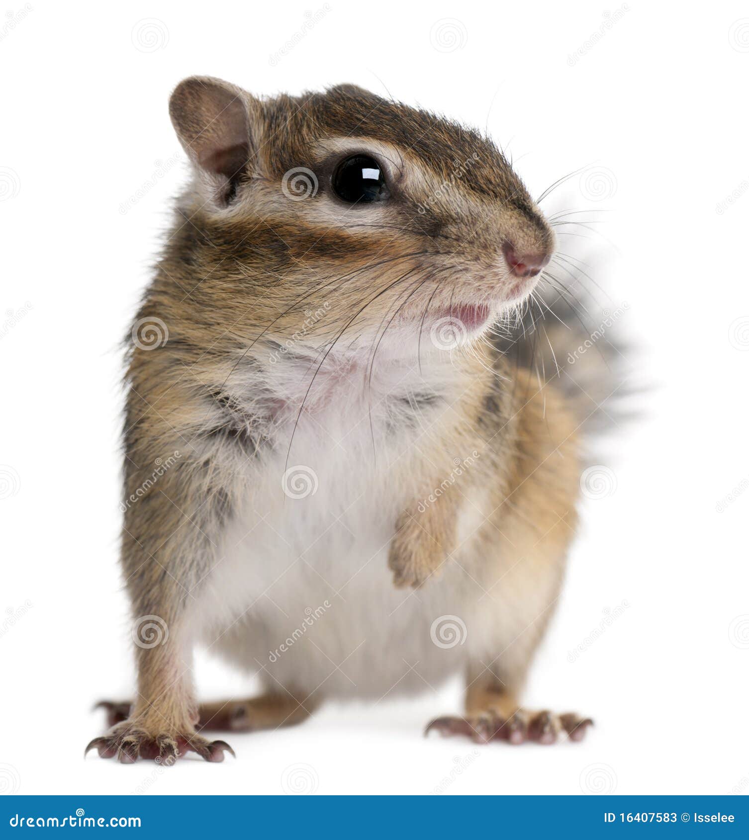 632 Chipmunk Tail Up Stock Photos - Free & Royalty-Free Stock Photos ...