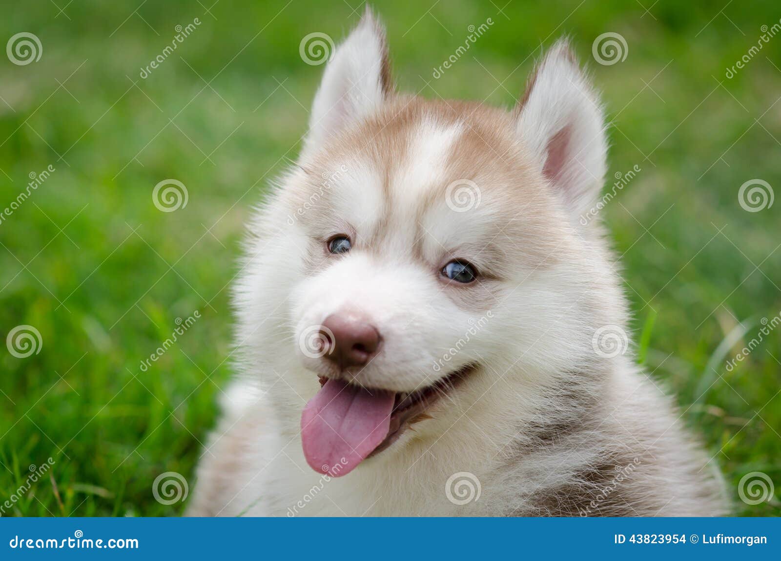 Close Up Siberian Hisky Puppy Stock Photo - Image of domestic, shot ...