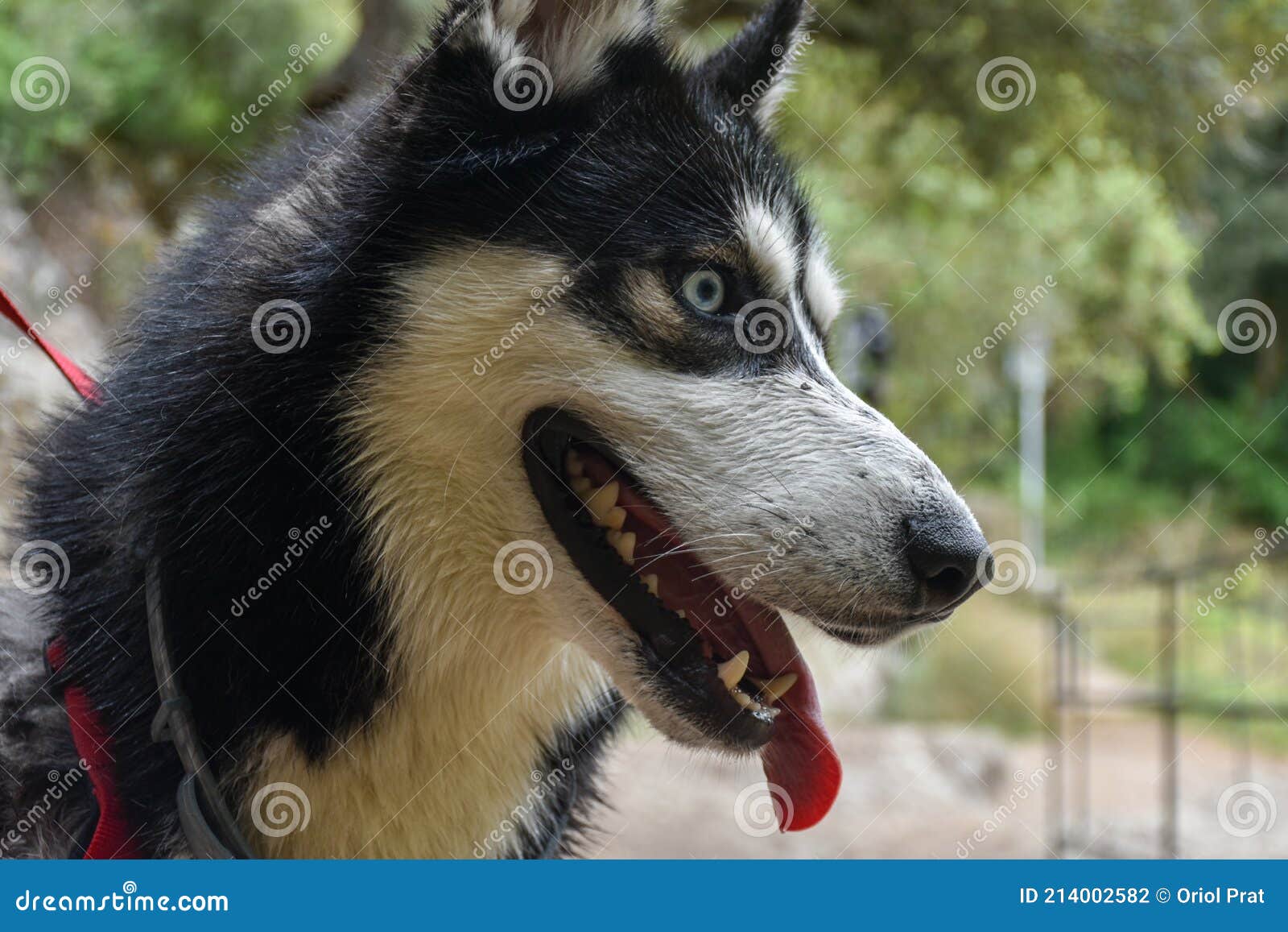 Close-up of a Siberian Husky Staring Stock Photo - Image of standing ...