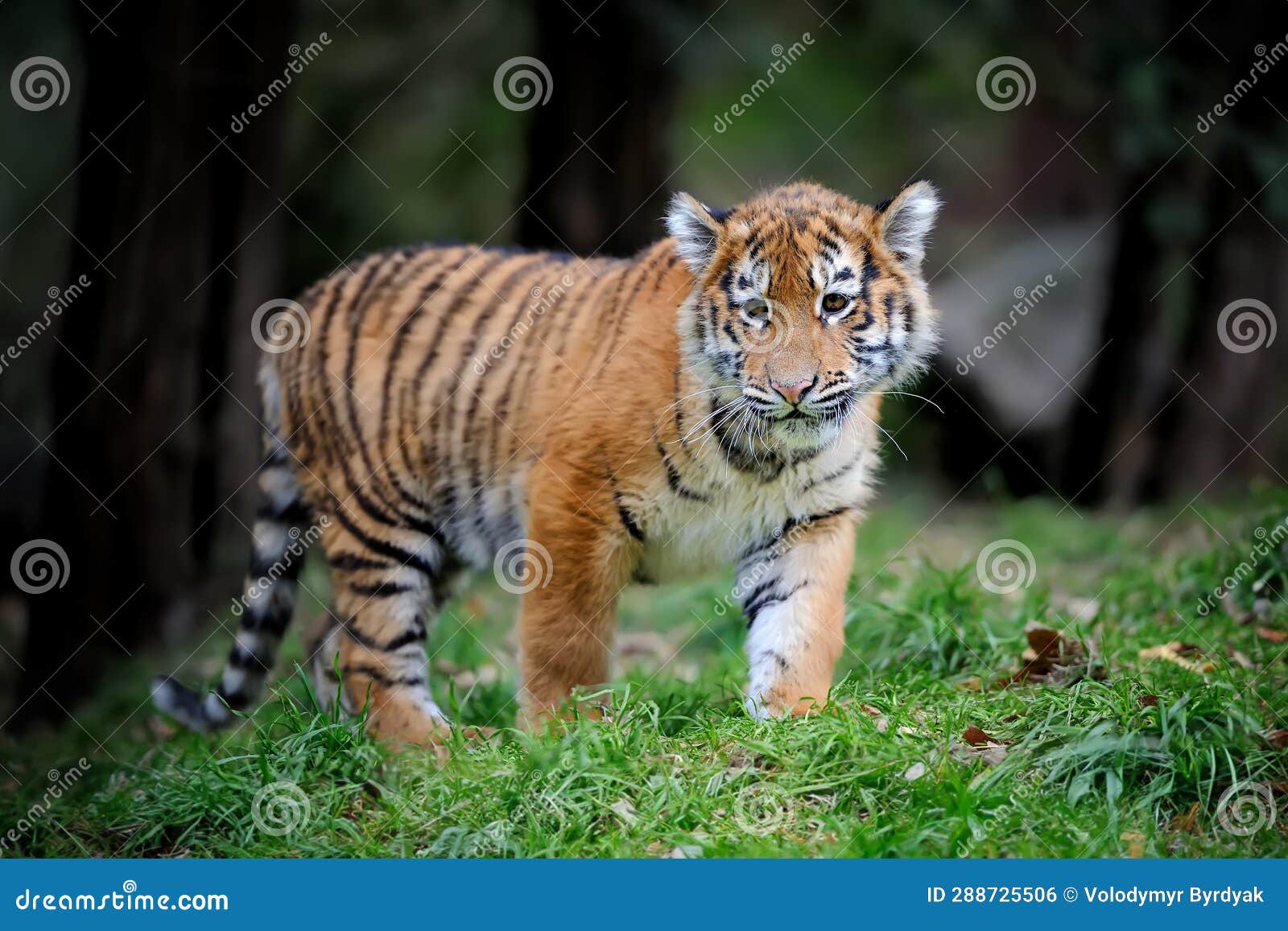 Close Up Siberian Tiger Cub in Grass Stock Photo - Image of nature ...