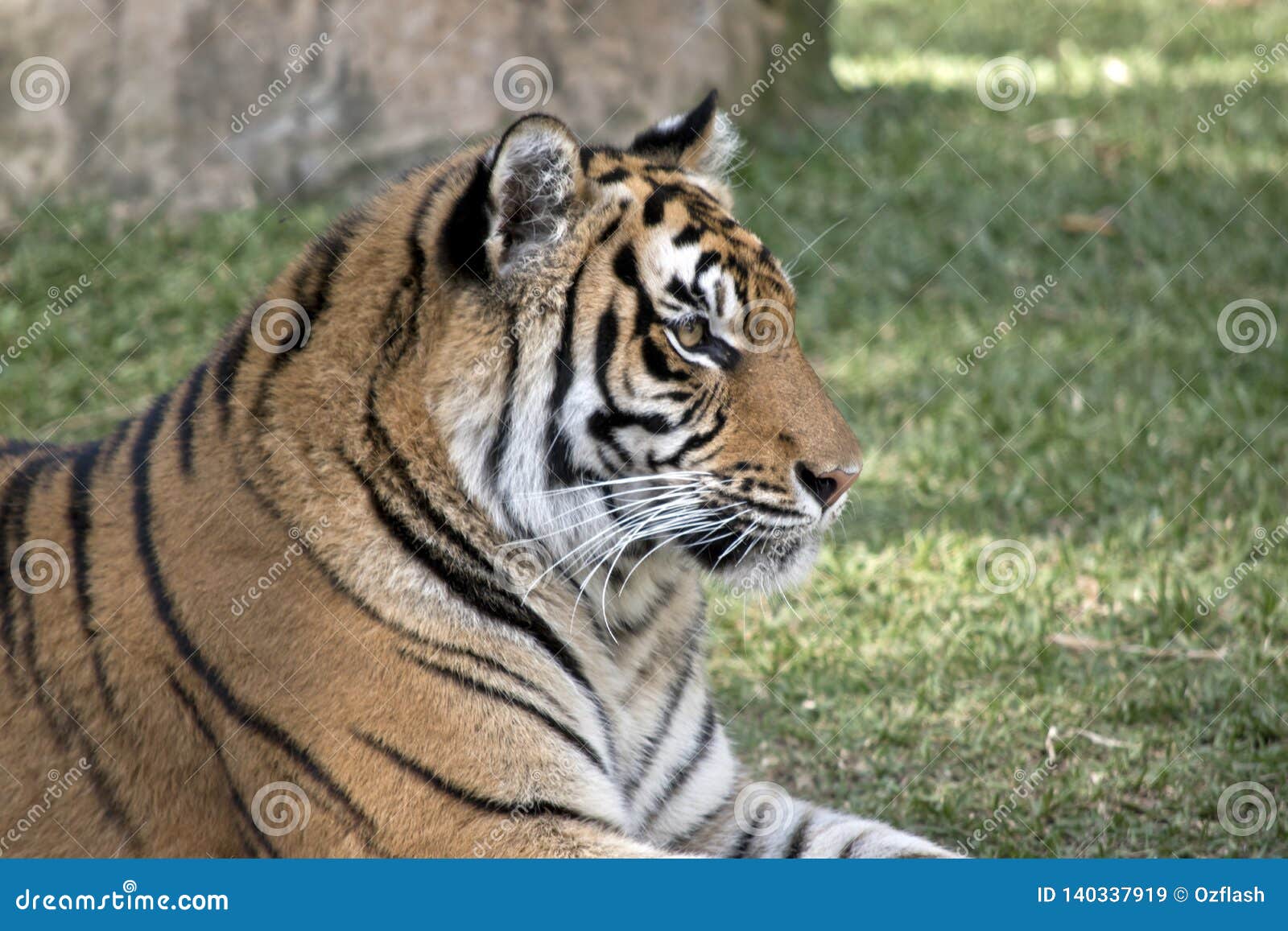 Side view tiger stock image. Image of side, strong, siberian - 140337919