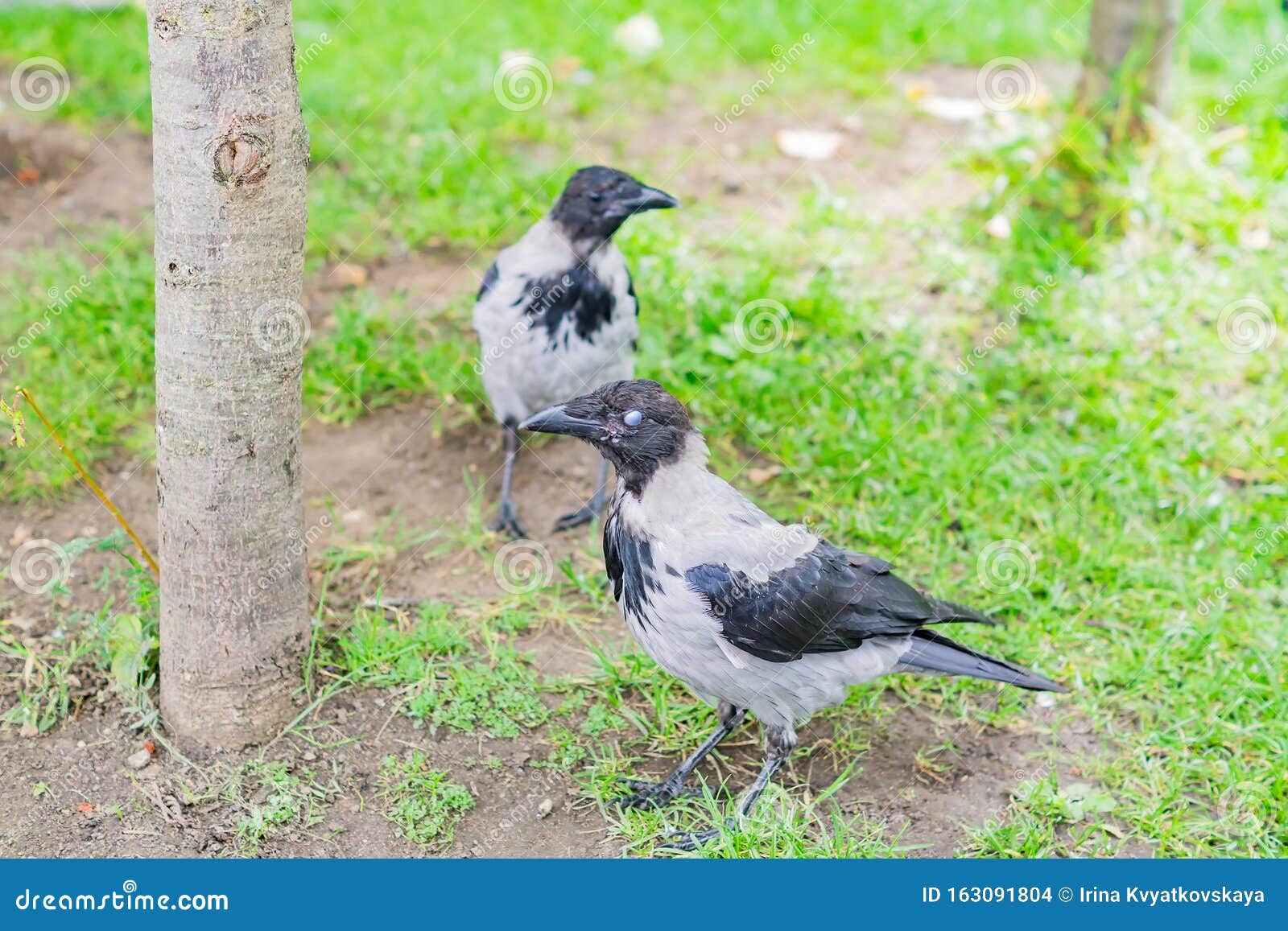 Close Up of Sick Black and Grey Crow in the Park Stock Photo - Image of ...