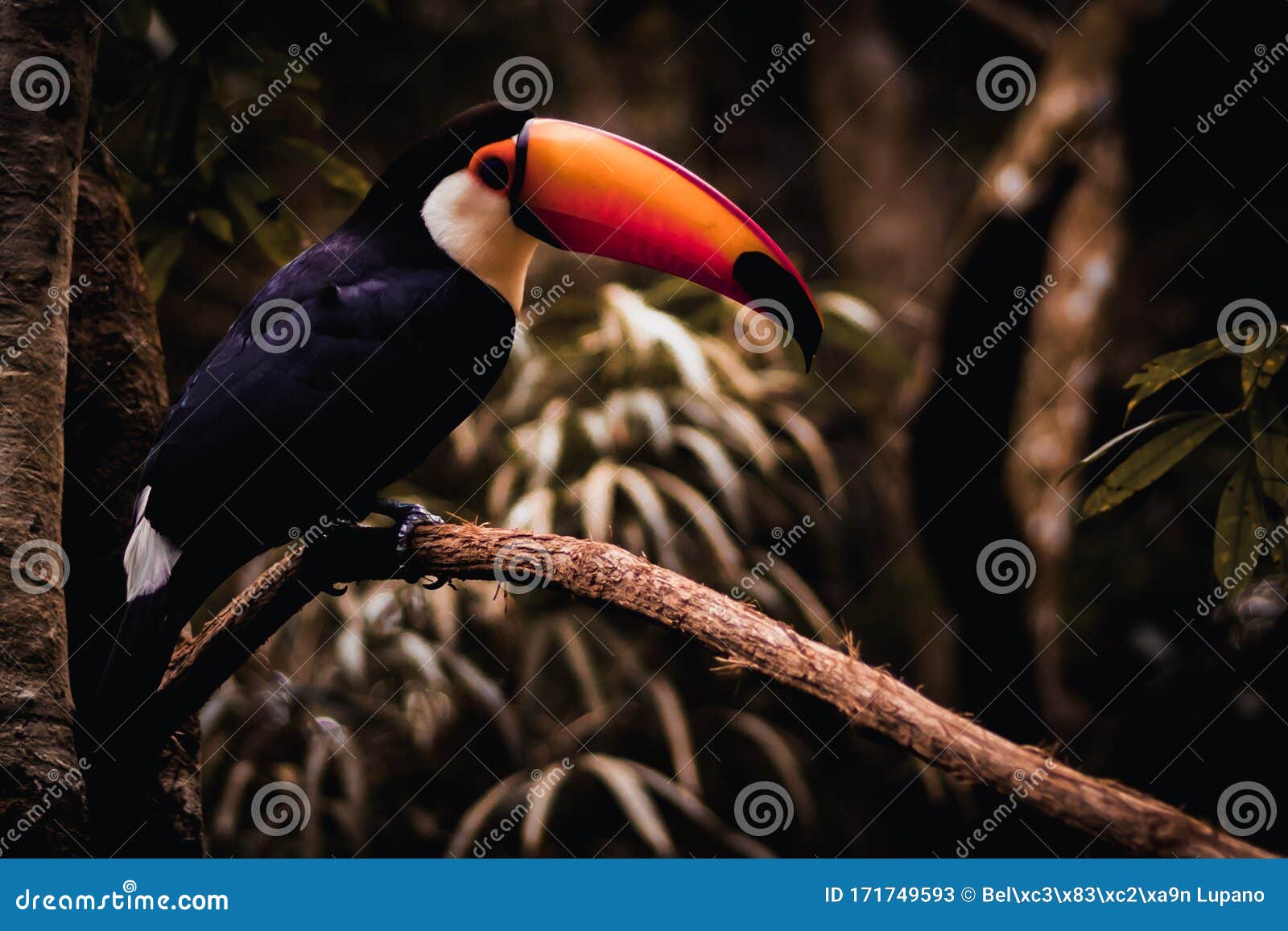 Side toucan on tree branch stock image. Image of animal - 171749593