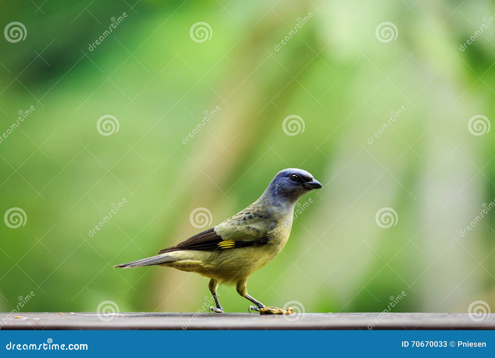 Close Up of the Side of Tropical, Yellow and Blue Spotted Wing Bird, in ...