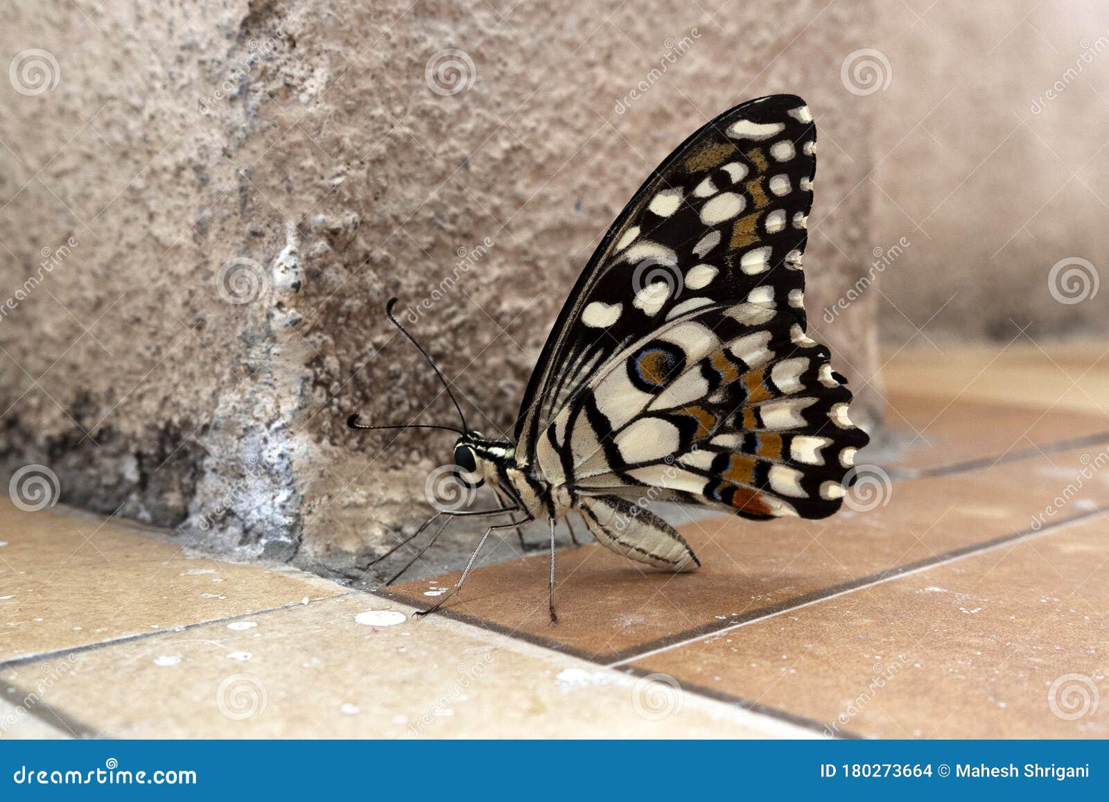 A Close Up Side View of Beautiful Butterfly Stock Photo - Image of ...
