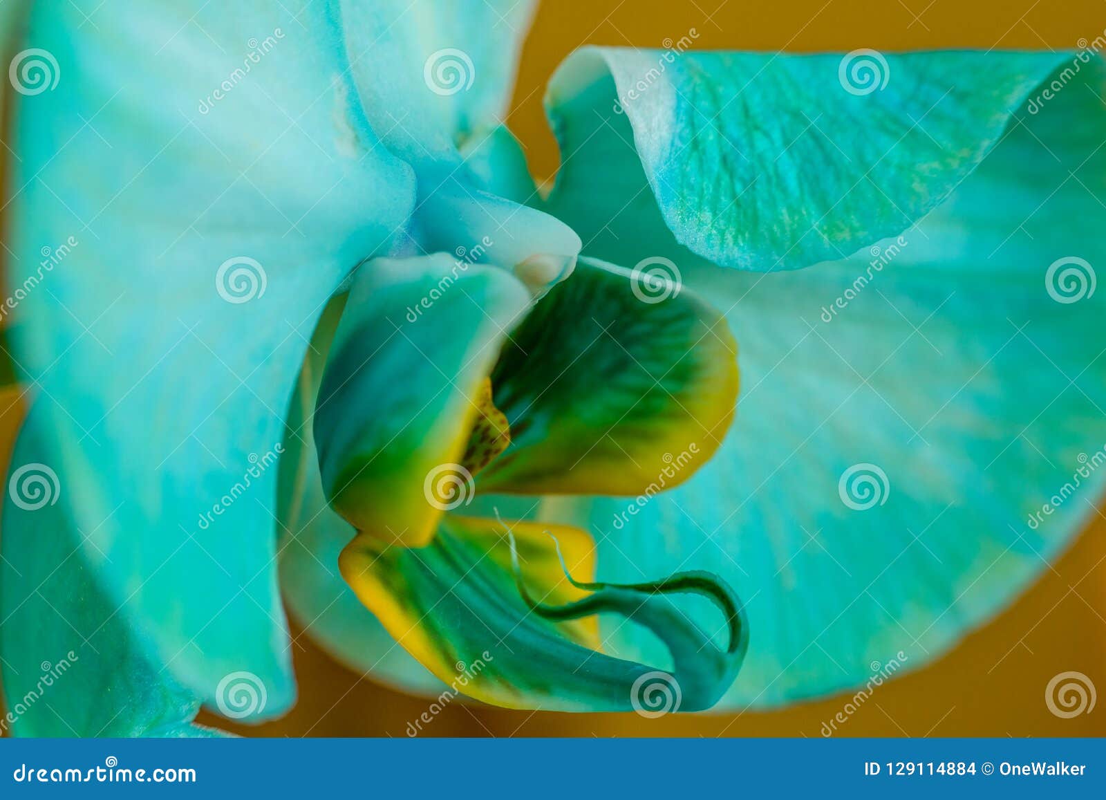 Close Up Side View of Blue Orchid Flower. Macro View, Studio Shoot ...
