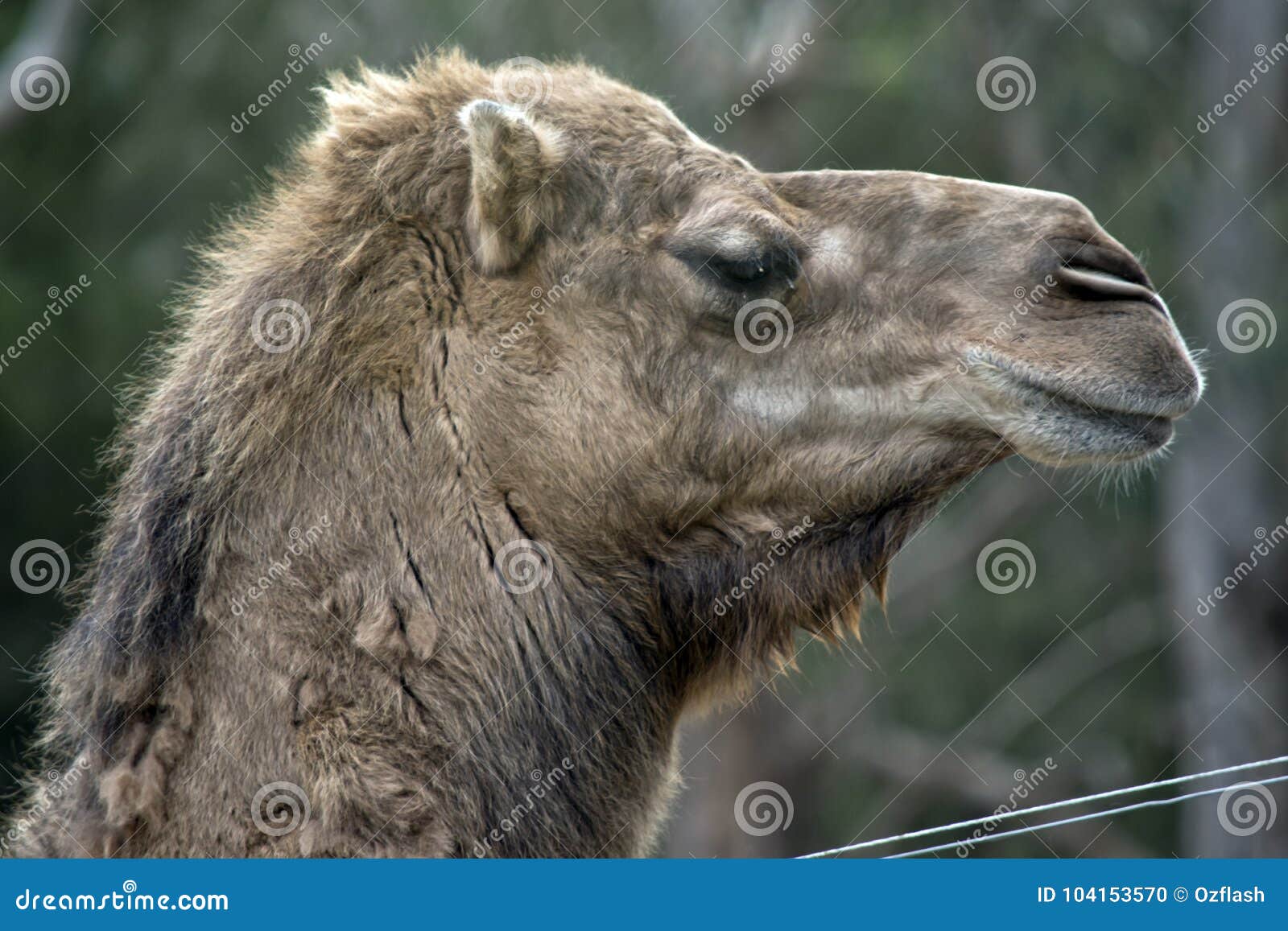 Camel close up stock photo. Image of animal, brown, camel - 104153570