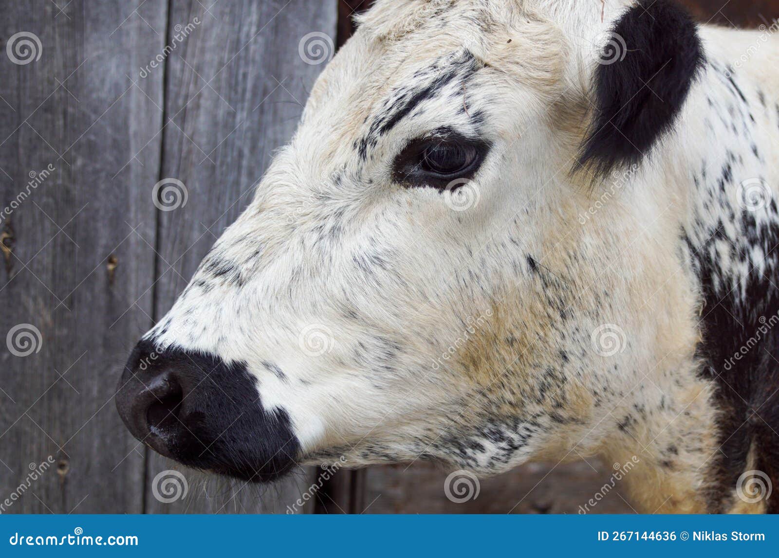 Close Up Side View of a Cow Stock Photo - Image of person, animal ...