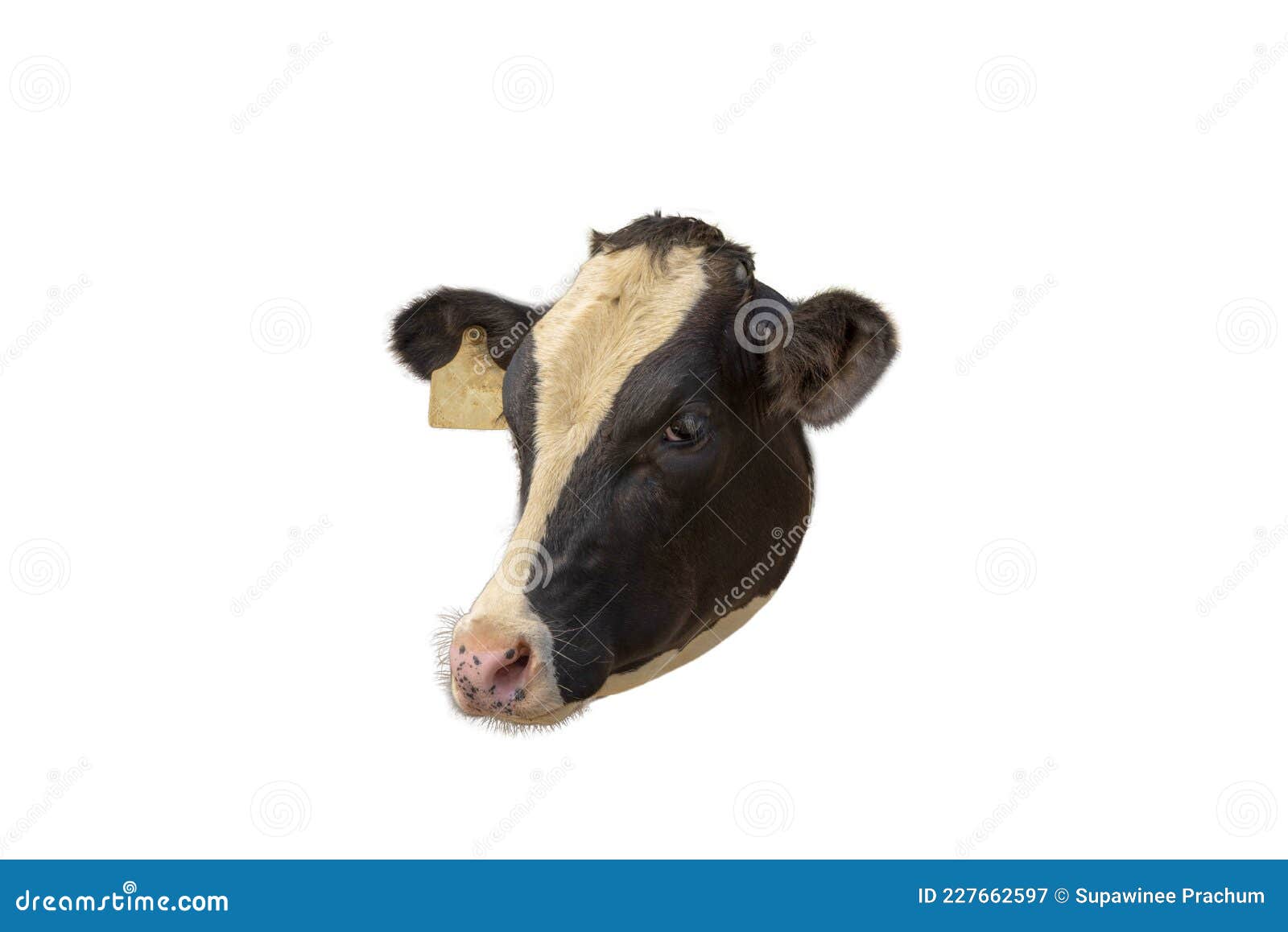 Close-up Side View of a Cow Head Isolated on the White Background Stock ...