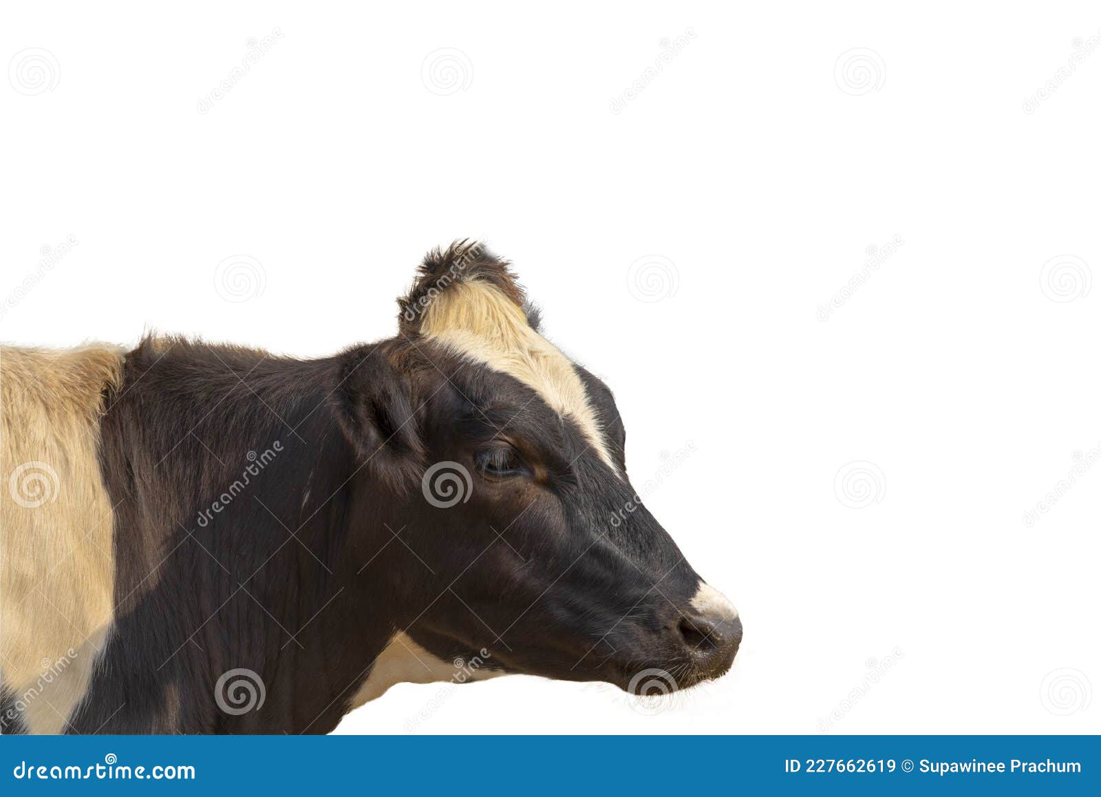 Close-up Side View of a Cow Head Isolated on the White Background Stock ...