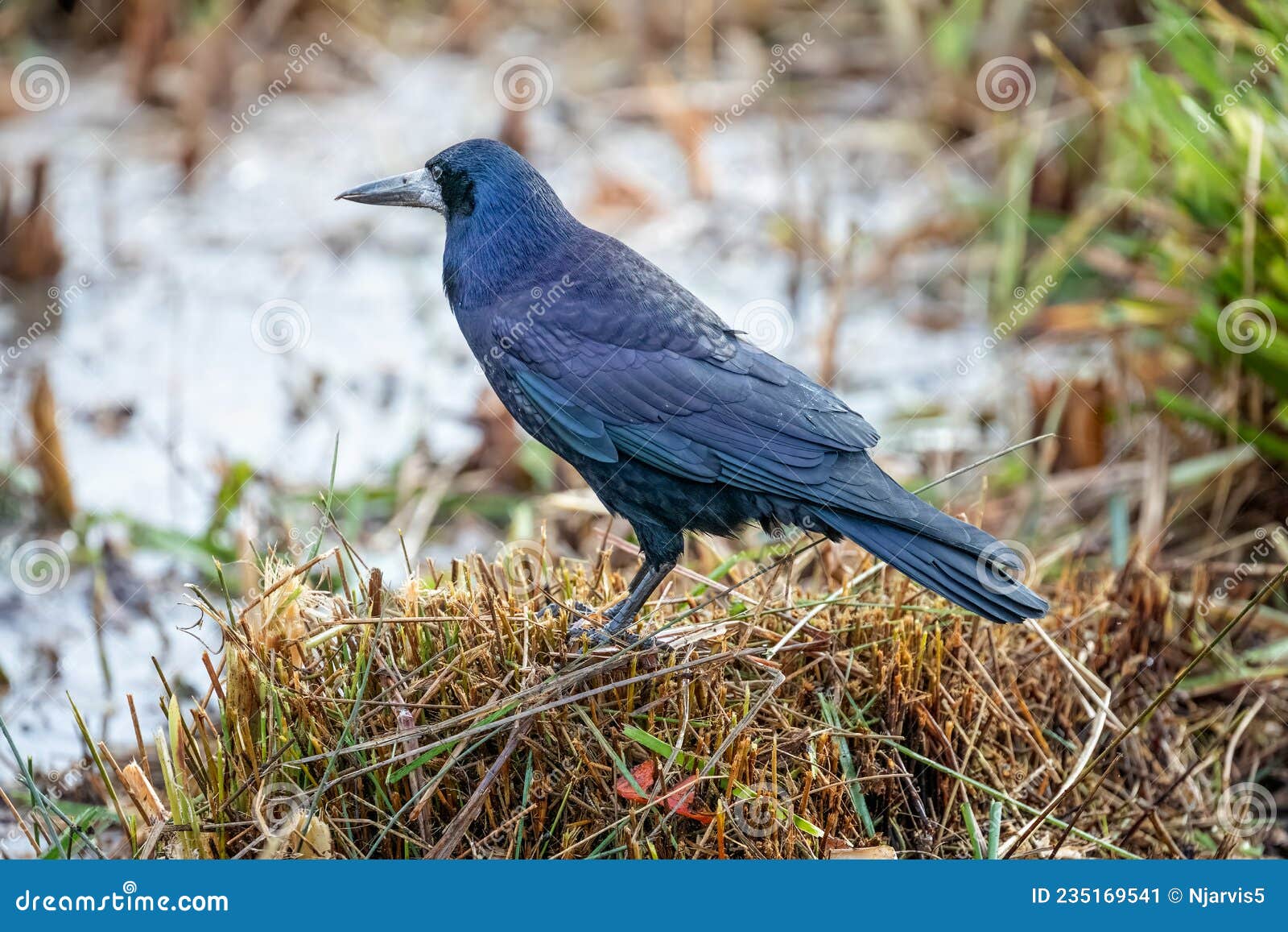 Close Up Side View of Crow Perched on Straw Stock Image - Image of ...