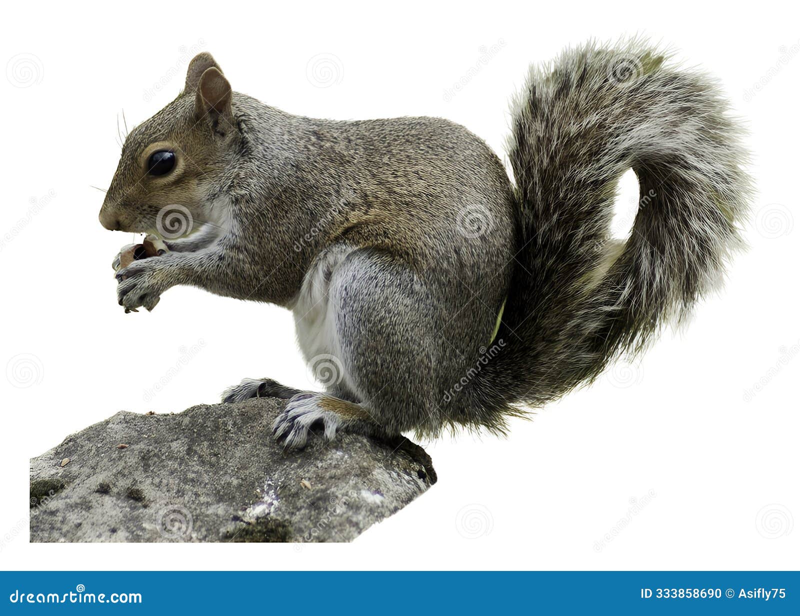 Close Up Side View of Eastern Gray Squirrel Sitting on Rock Isolated on ...