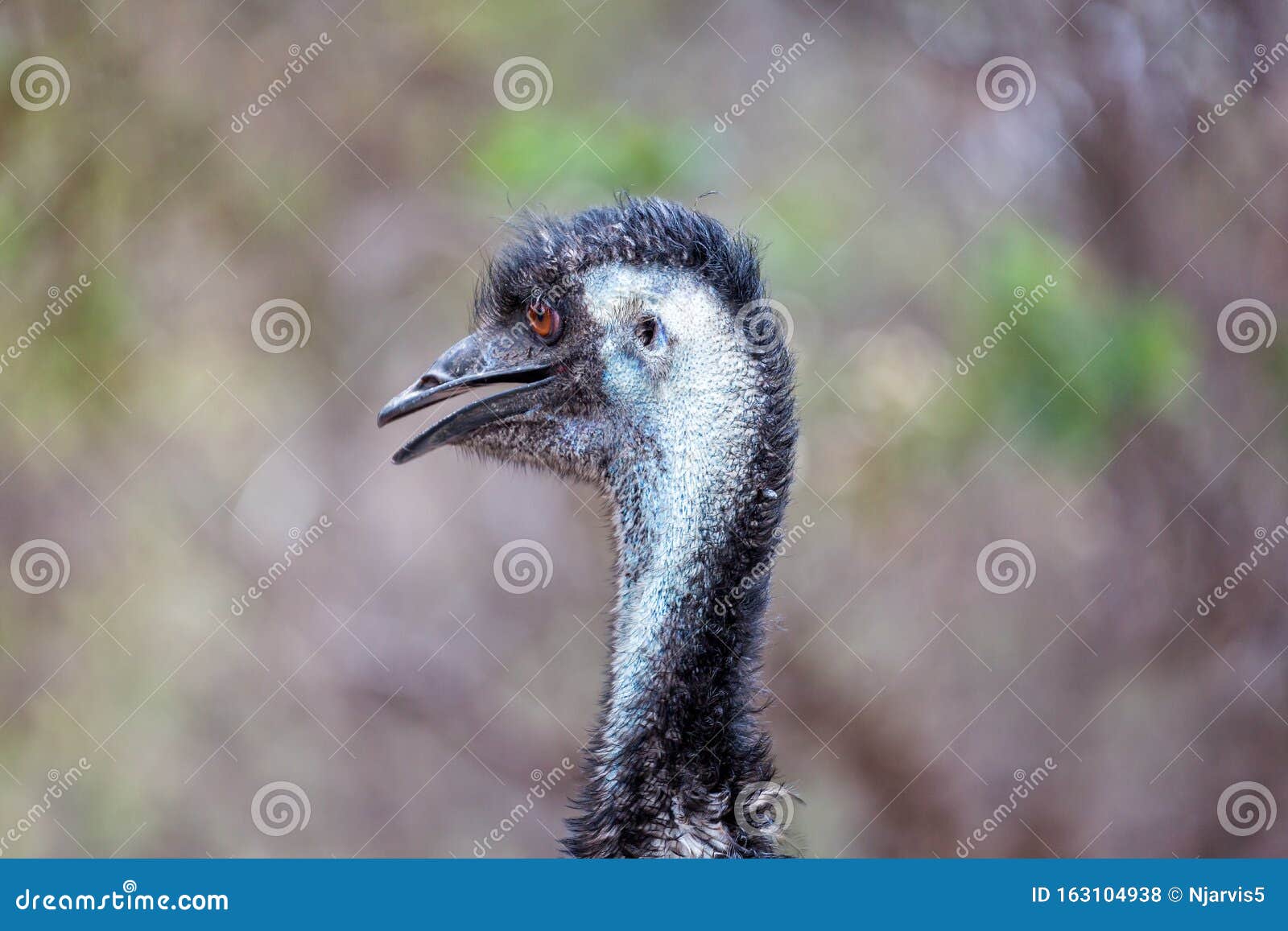 Close Up Side on View of Emu Head Against Blurred Background Stock ...