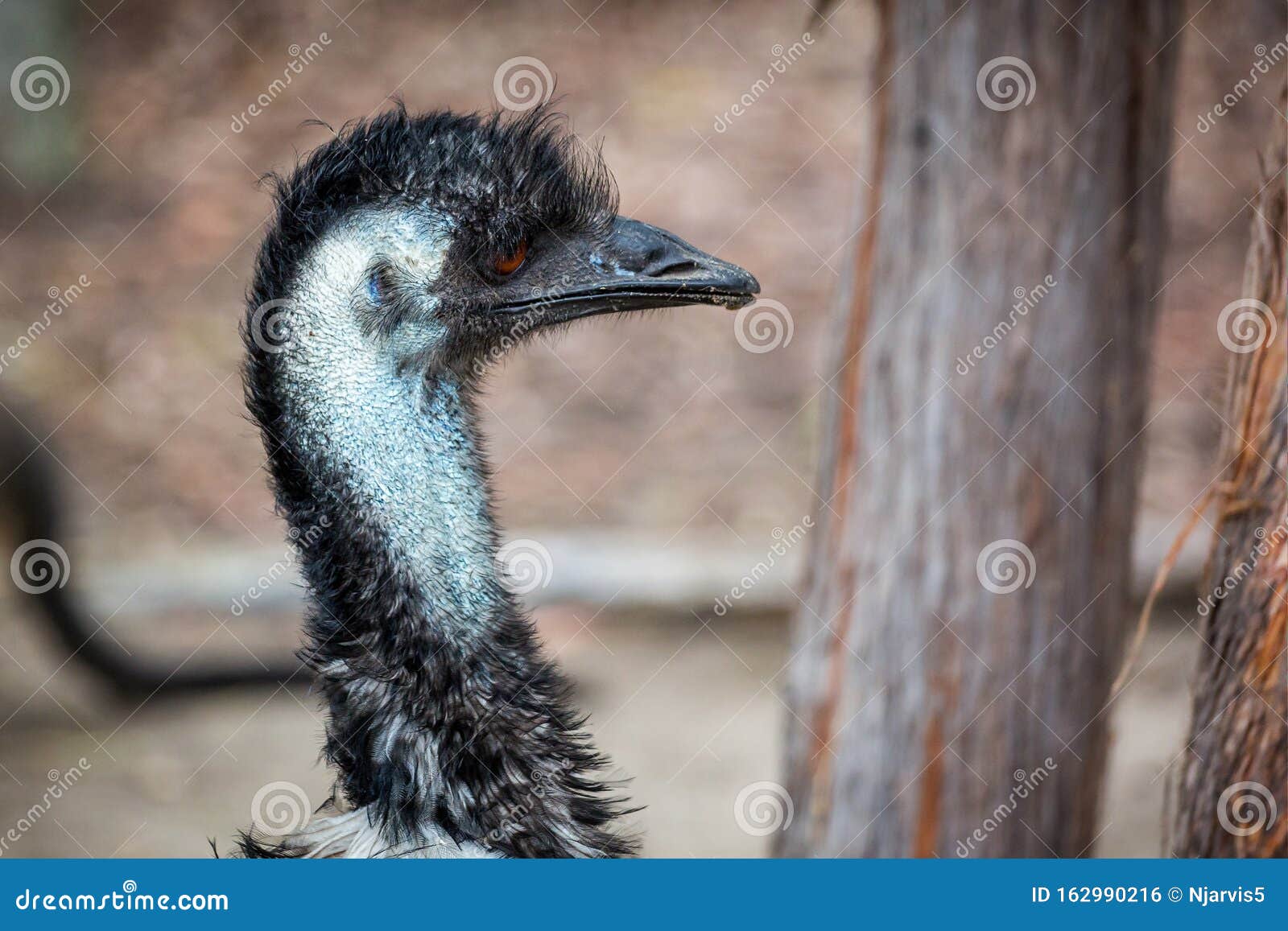 Close Up Side on View of Emu Head Stock Photo - Image of stare, birds ...