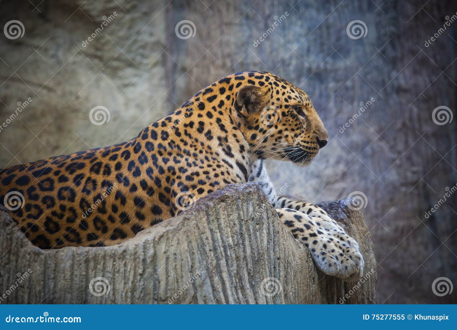 Close Up Side View Face of Dangerous Angry Leopard Lying on Rock Stock ...