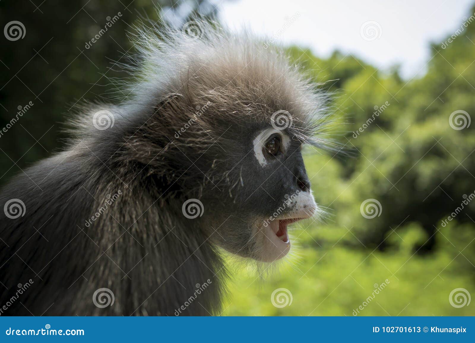 Close Up Side View Face of Dusky Leaves Monkey Stock Image - Image of ...