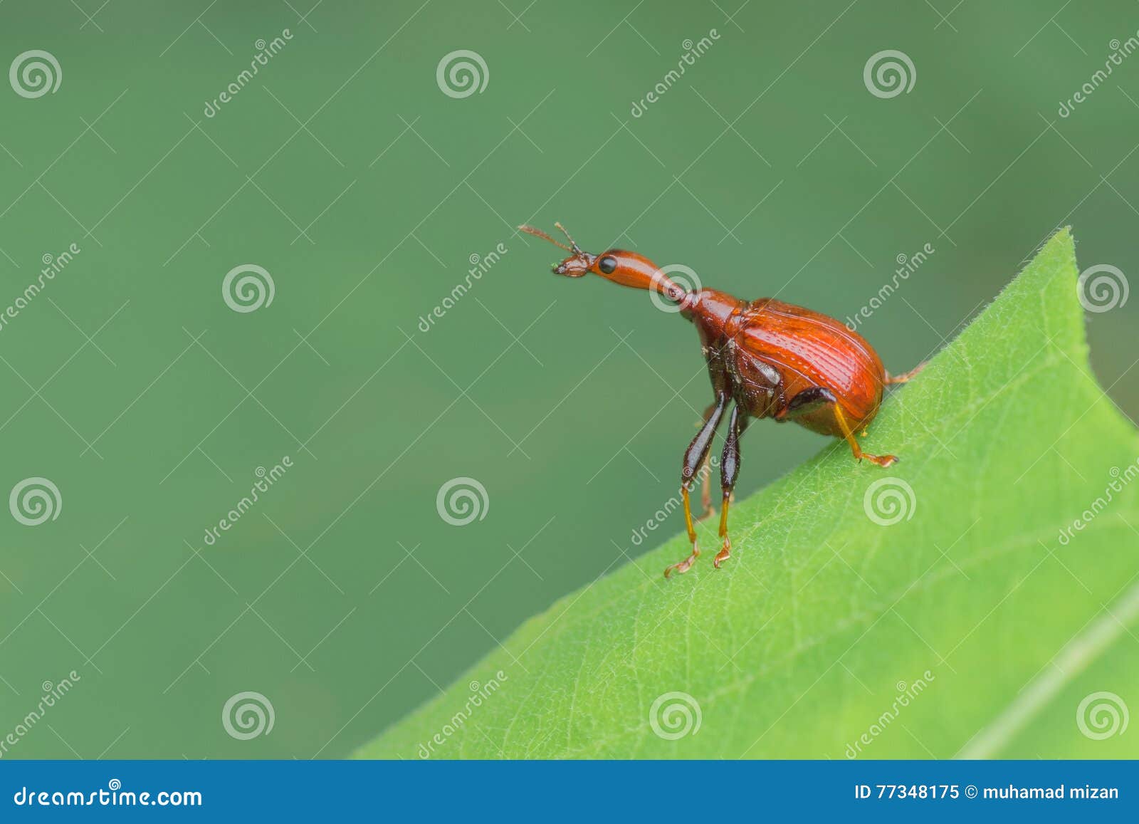 A Close Up Side View Female Giraffe Weevil Paracycnotrachelus Sp Stock Image Image Of Motion
