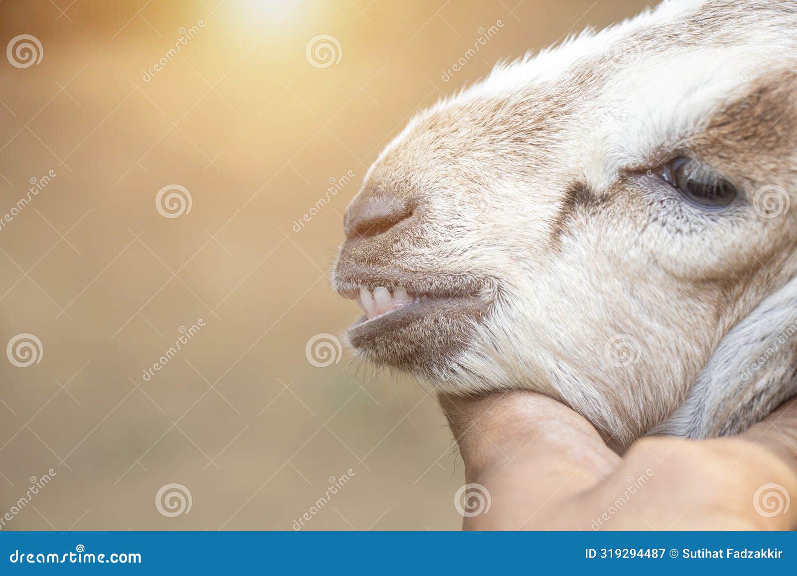 Close Up Side View of Goat S Head with Teeth, Check the Health of the ...