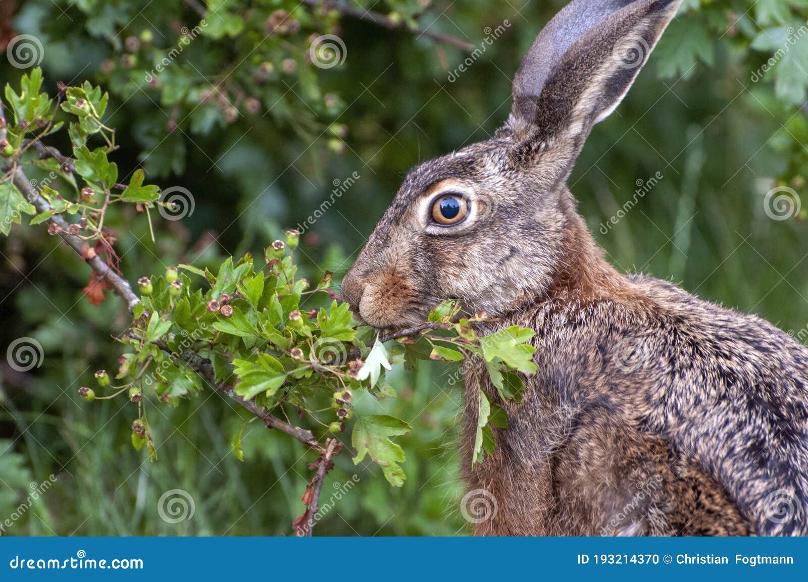 Close-up Side View of a Hare Eating Leafs from a Twig Stock Photo ...