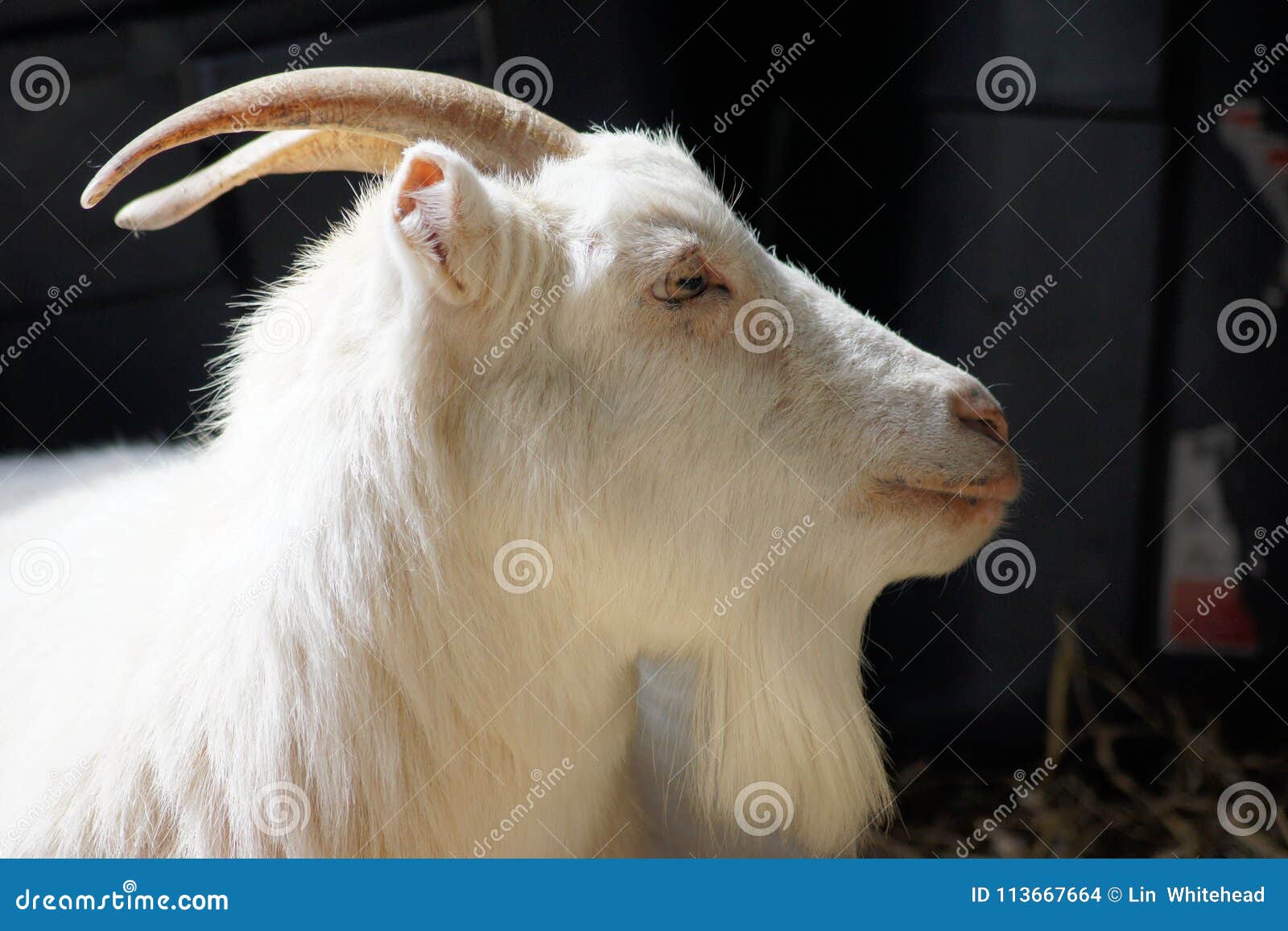 Side view of white goat. stock photo. Image of side - 113667664