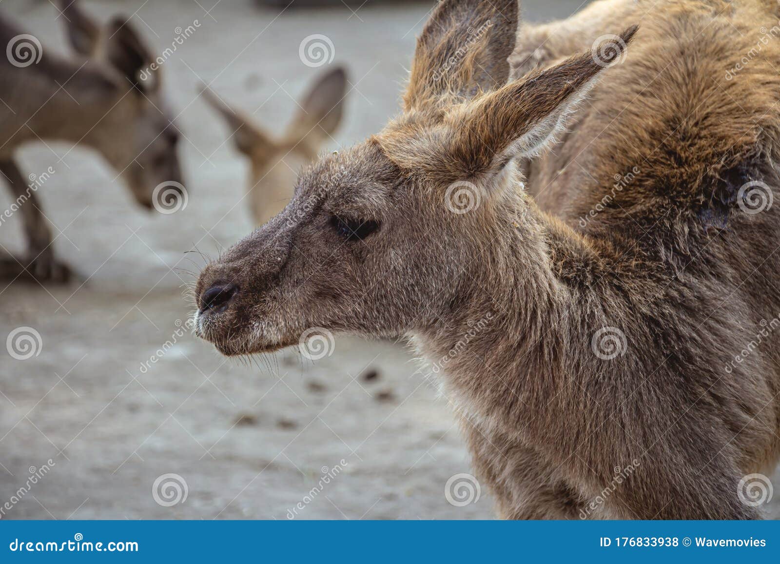 Close Up Side View of a Kangaroo Stock Photo - Image of nature ...