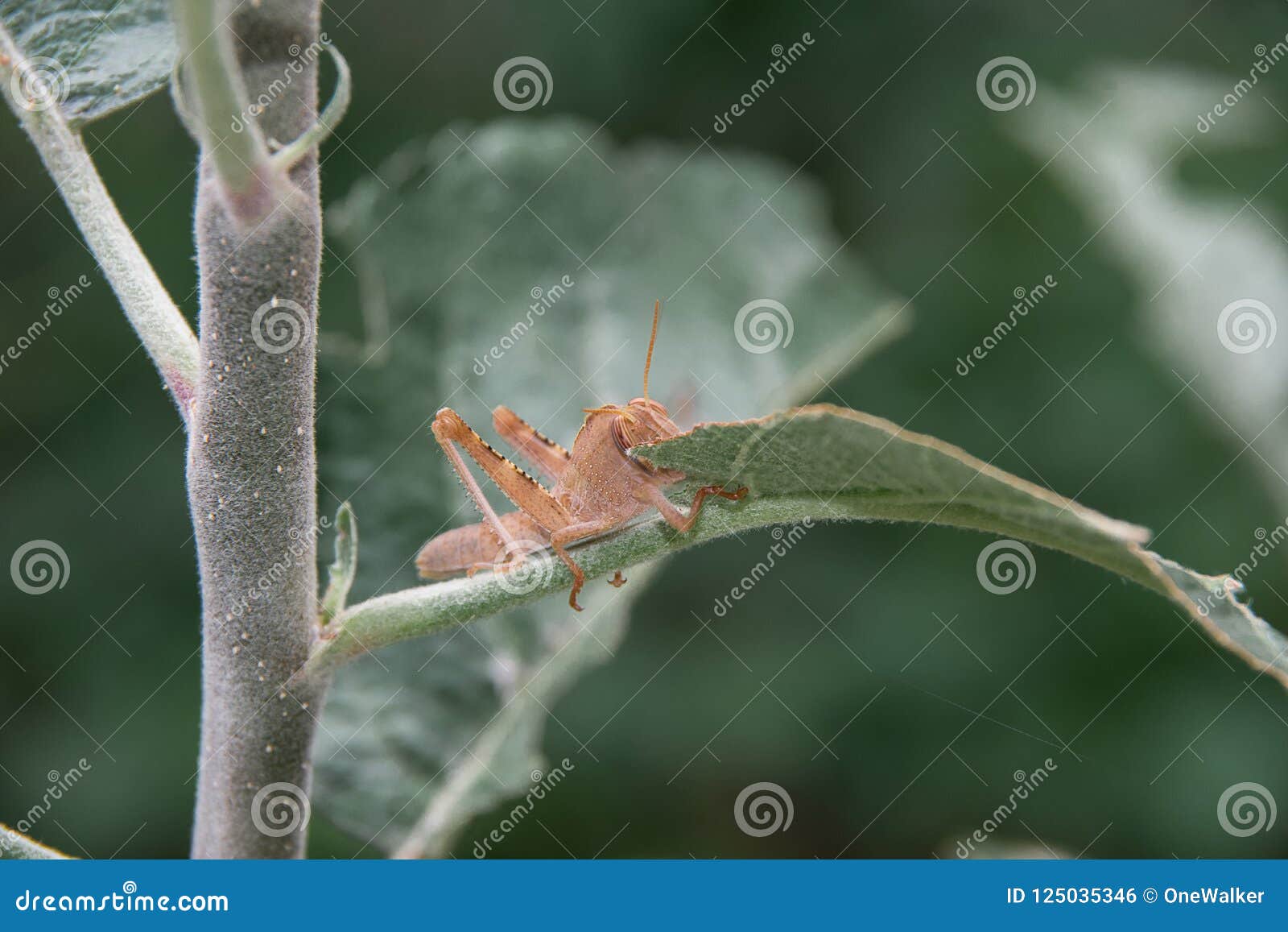 Close Up Side View of Orange Grasshopper Standing on the Leaf on Stock ...