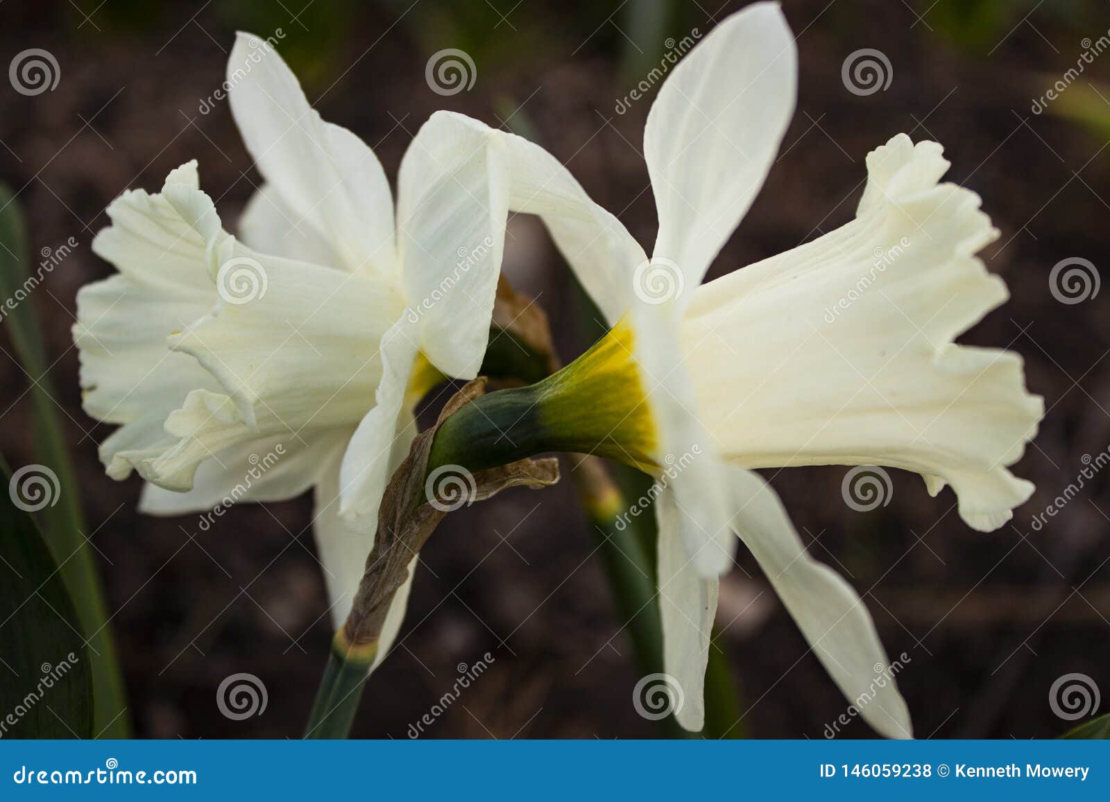 Two Mount Hood Daffodils stock photo. Image of stems - 146059238
