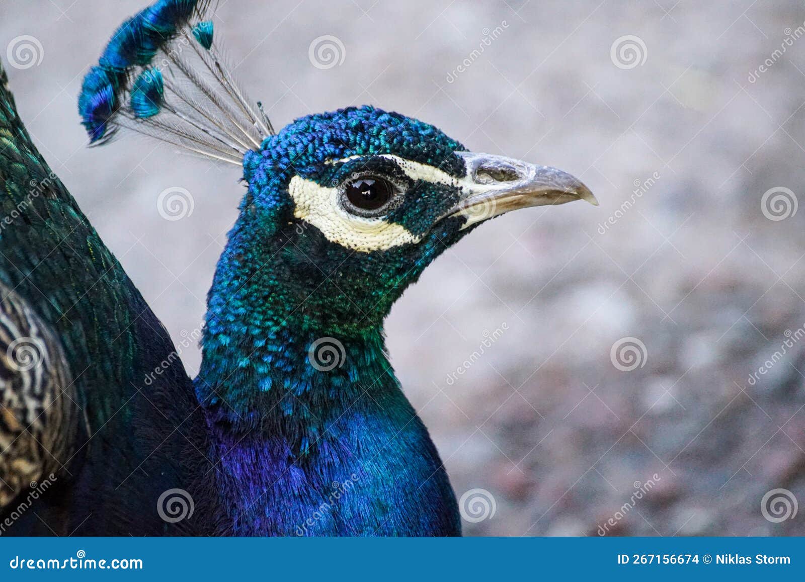 Close Up Side View of a Peacock Stock Photo - Image of closeup, beak ...