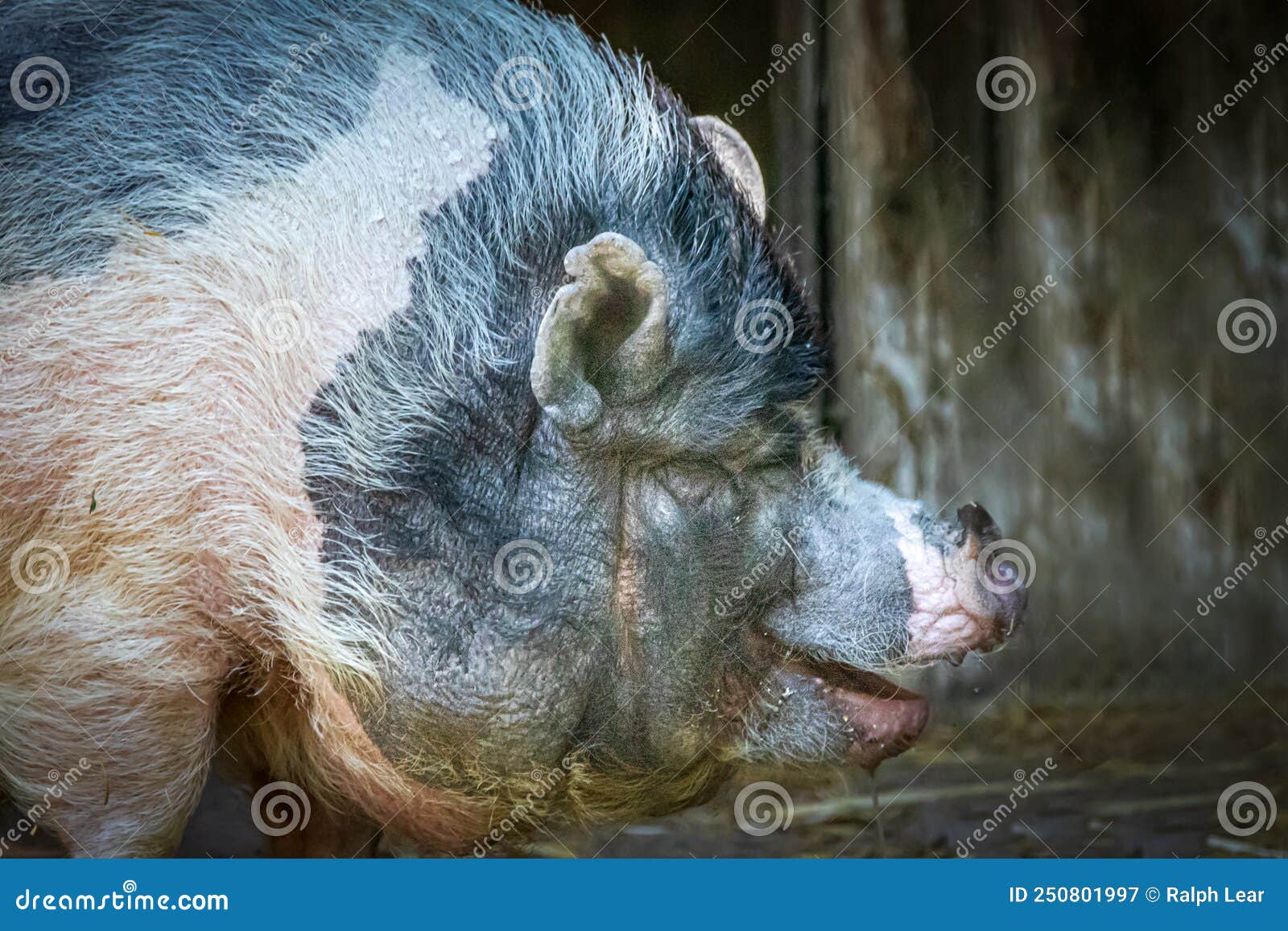 Close-up Side View Portrait of a Walking Pig Stock Image - Image of ...