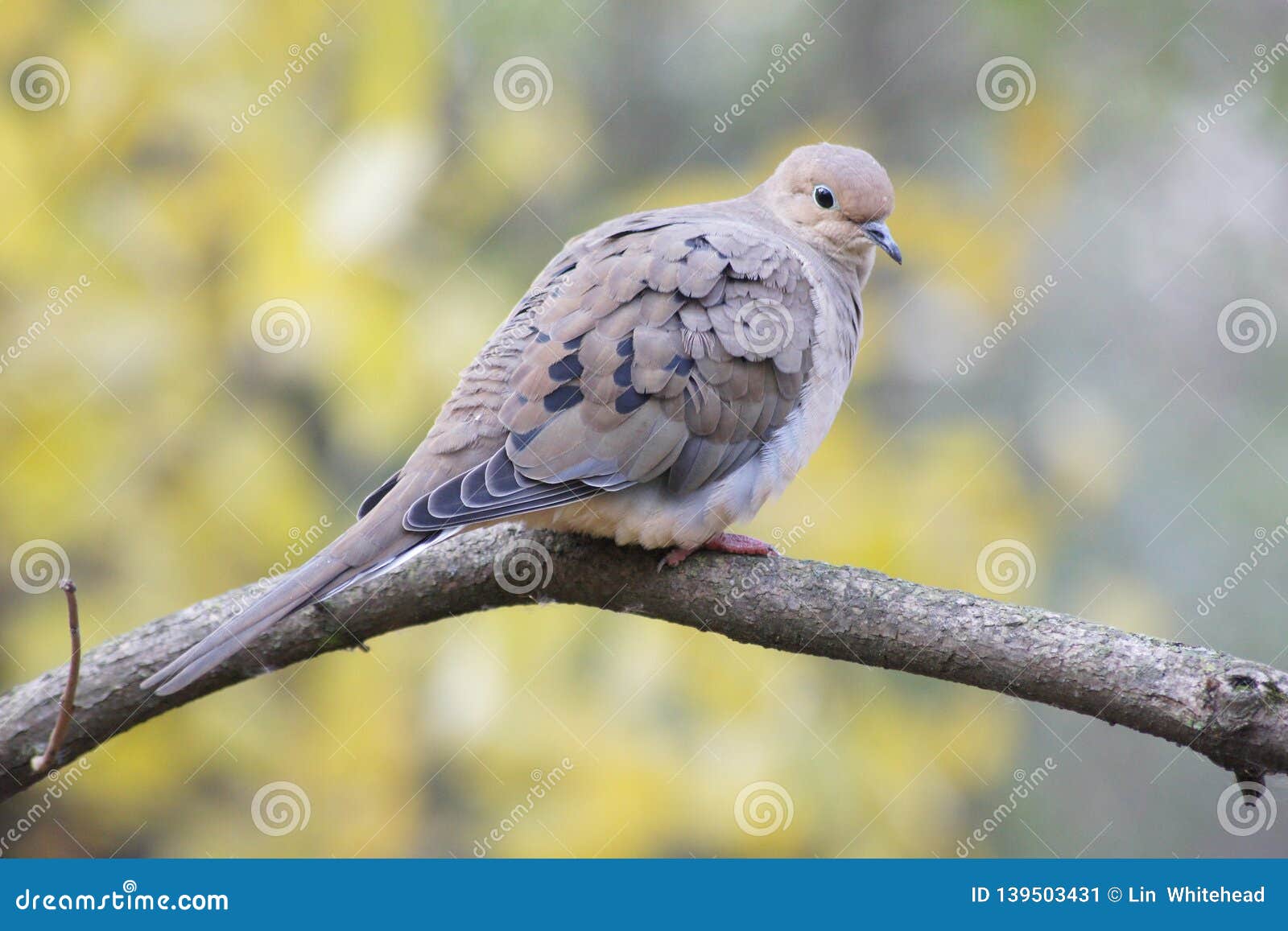 Close Up, Side View of Pretty Mourning Dove. Stock Image - Image of ...