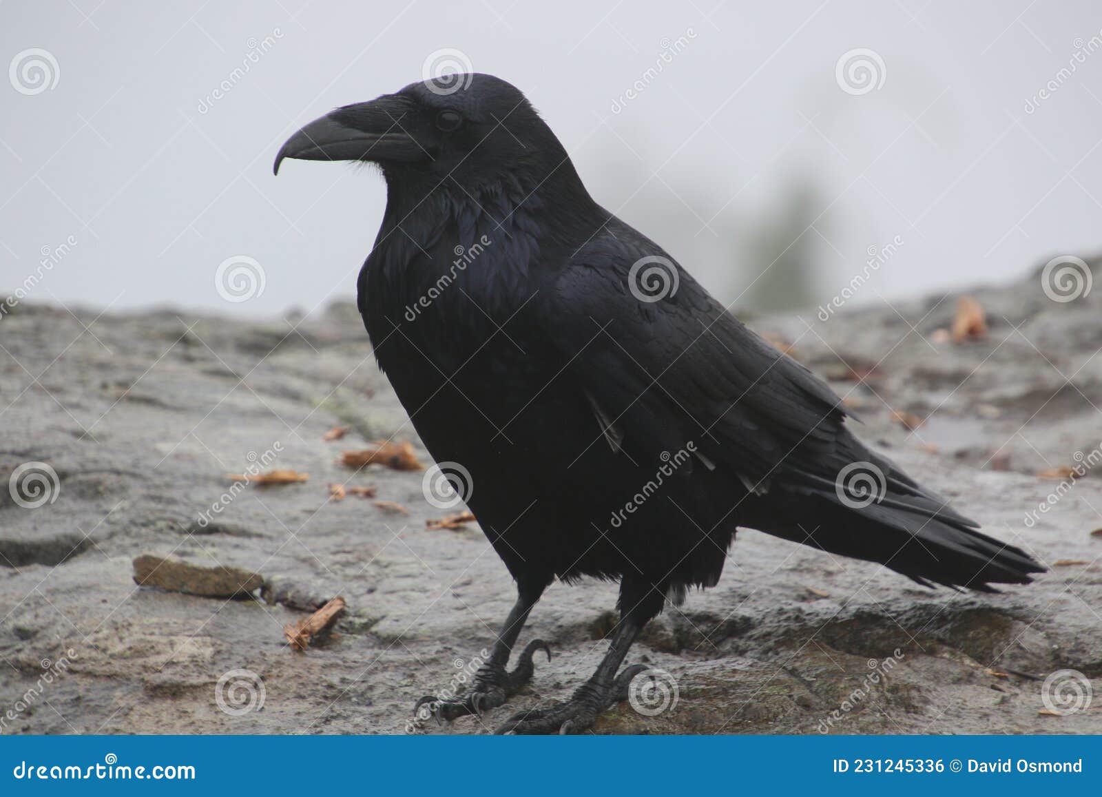 A Close-up of a Side View of a Raven Stock Photo - Image of claws ...