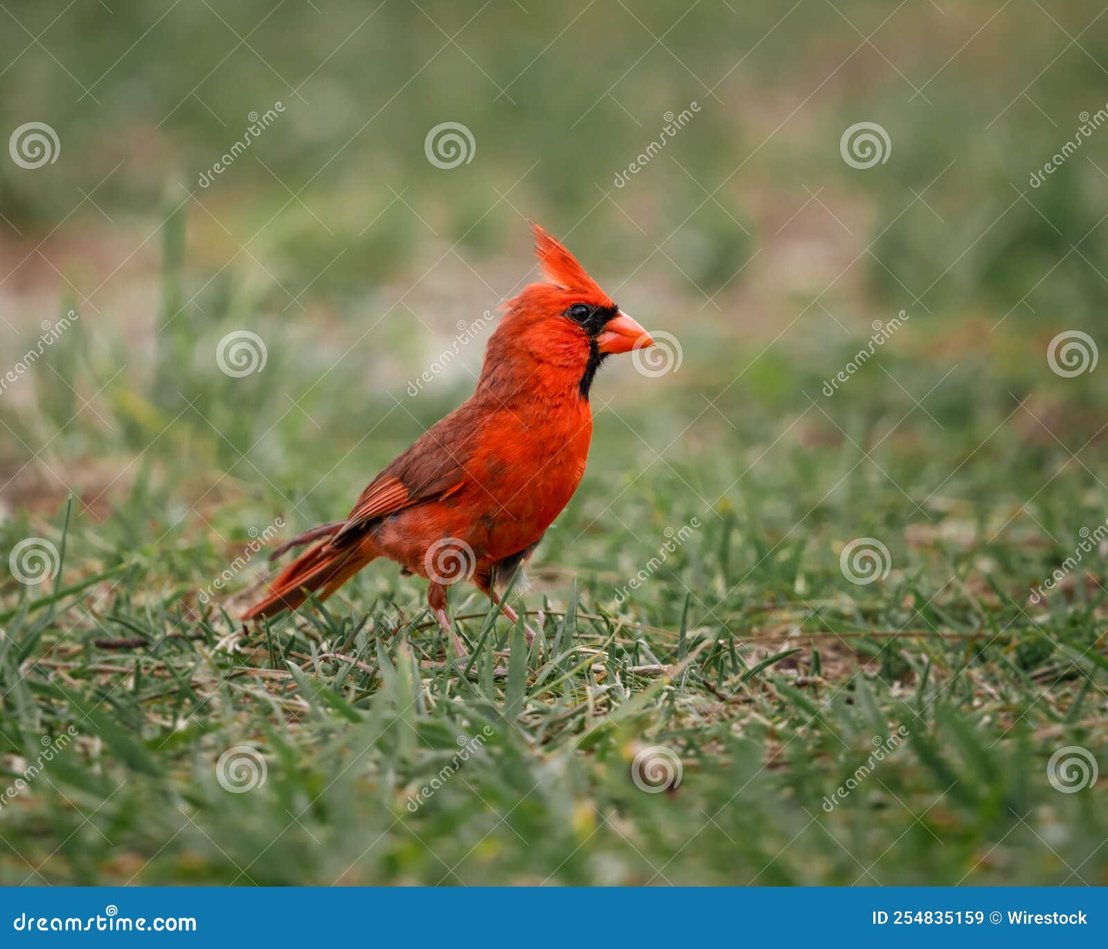 Close Up Side View of a Red Cardinal Looking Forward while Standing on ...