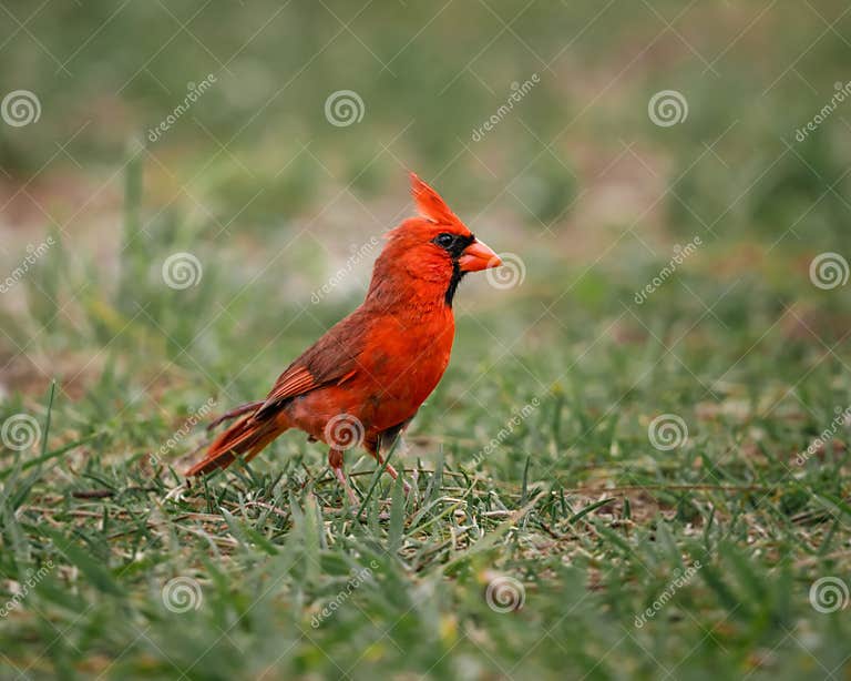 Close Up Side View of a Red Cardinal Looking Forward while Standing on ...