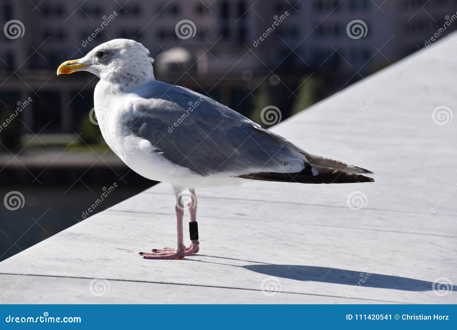 Close-up Side View of a Seagull Stock Image - Image of shadow, full ...