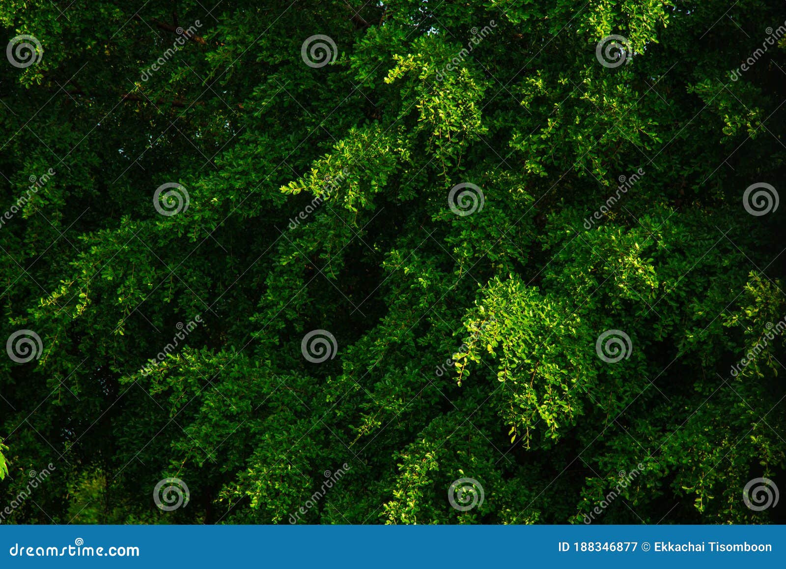 Close Up Side View a Tropical Banyan Tree Texture for Background Stock ...