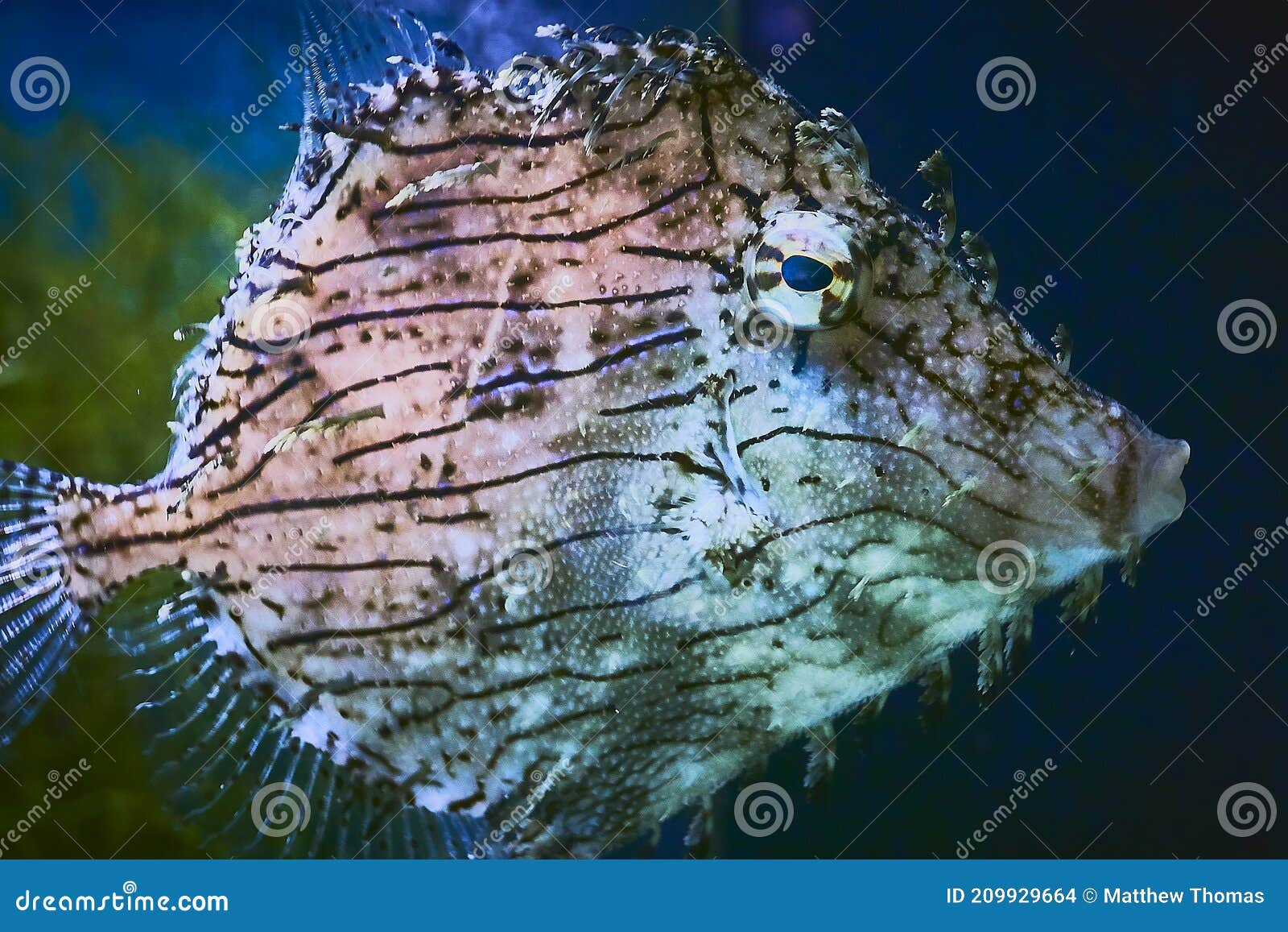 Closer Up Side View of a Tropical Fish Stock Photo - Image of head ...