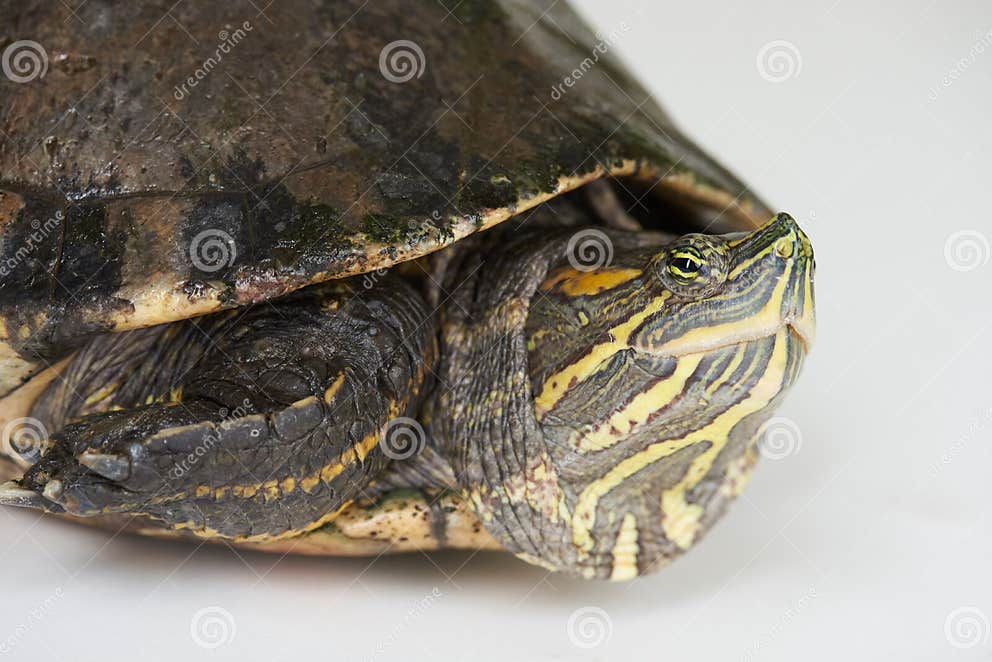 Close Up Side View on Turtle Stock Photo - Image of tortoise, cute ...