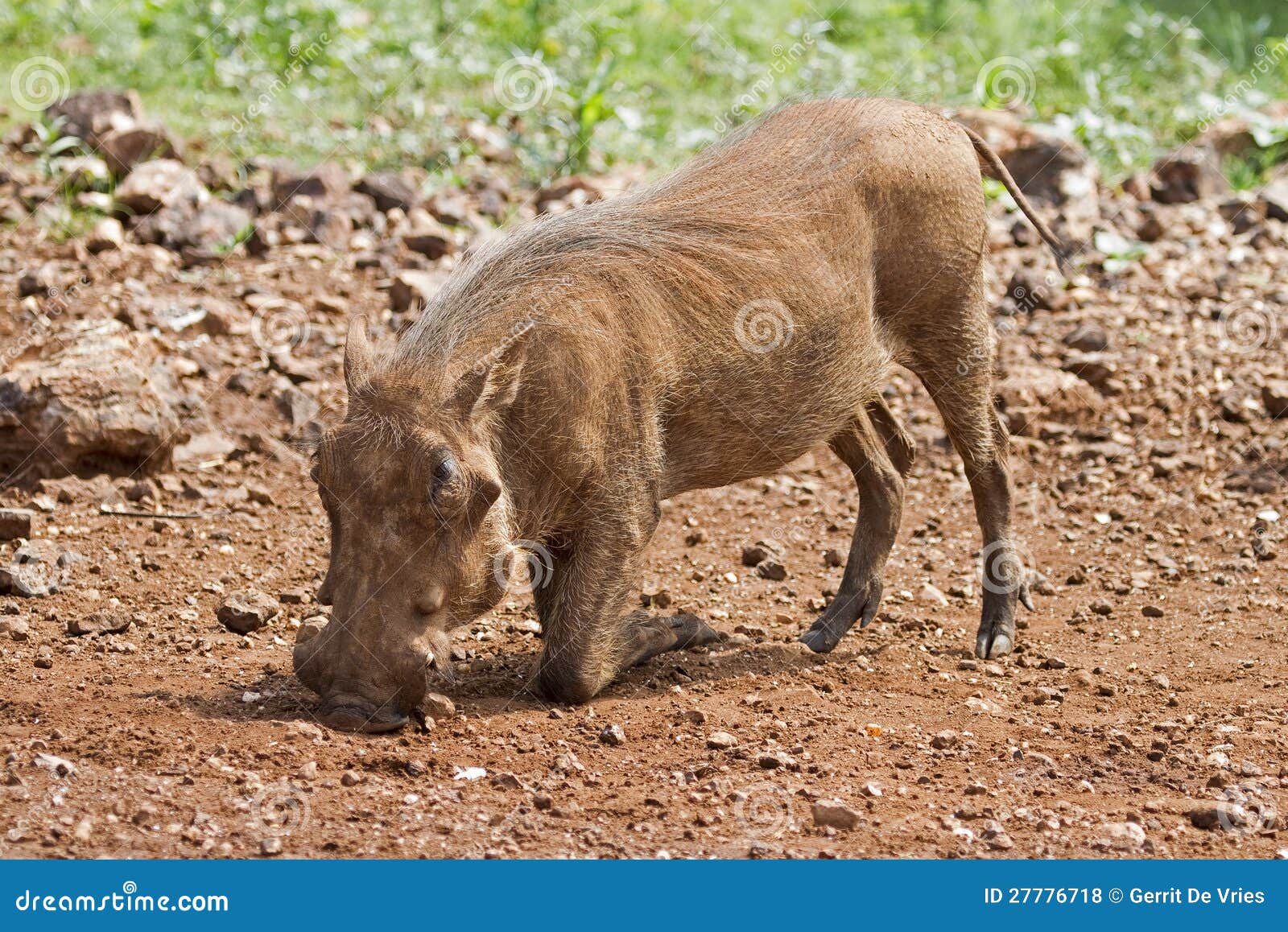 Close-up Side View of a Warthog Searching for Food Stock Photo - Image ...