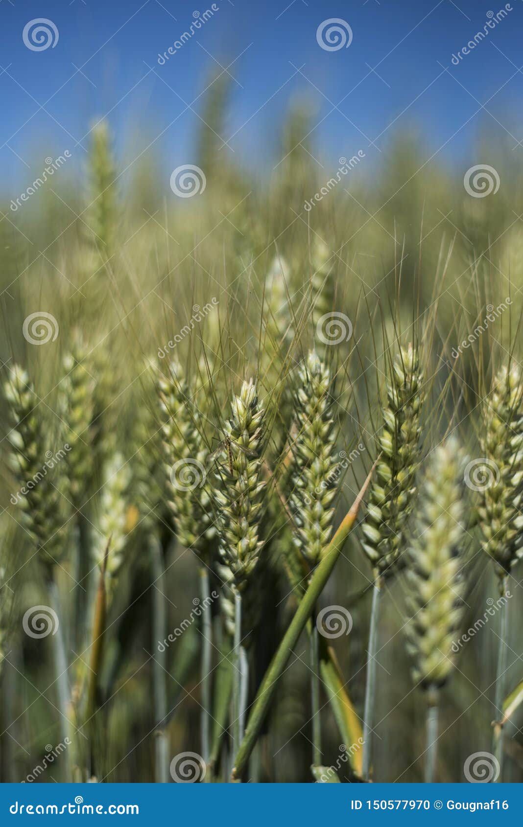 Close Up Side View of a Wheat Field Stock Photo - Image of france ...
