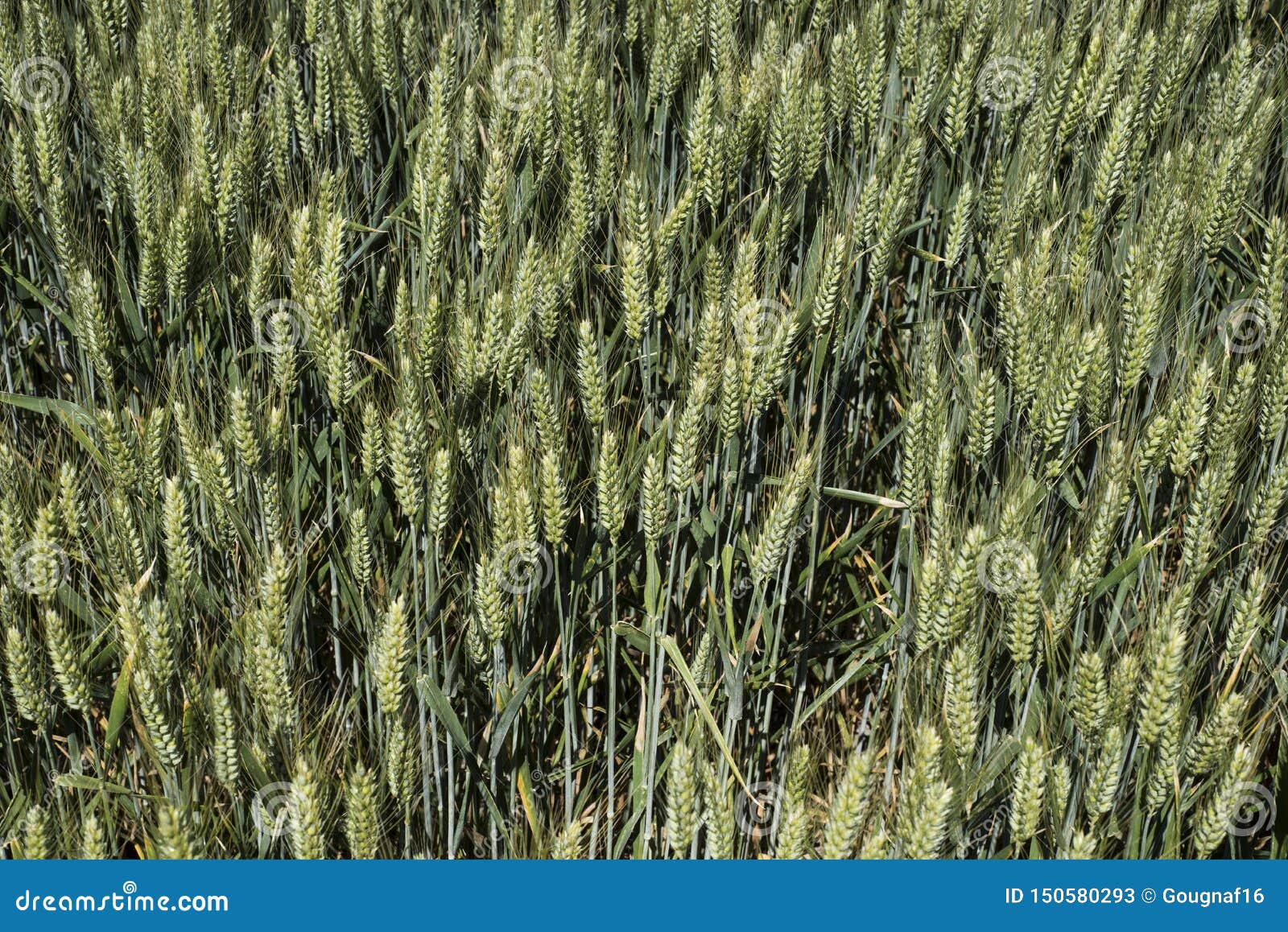 Close Up Side View of a Wheat Field Stock Image - Image of scene, lawn ...