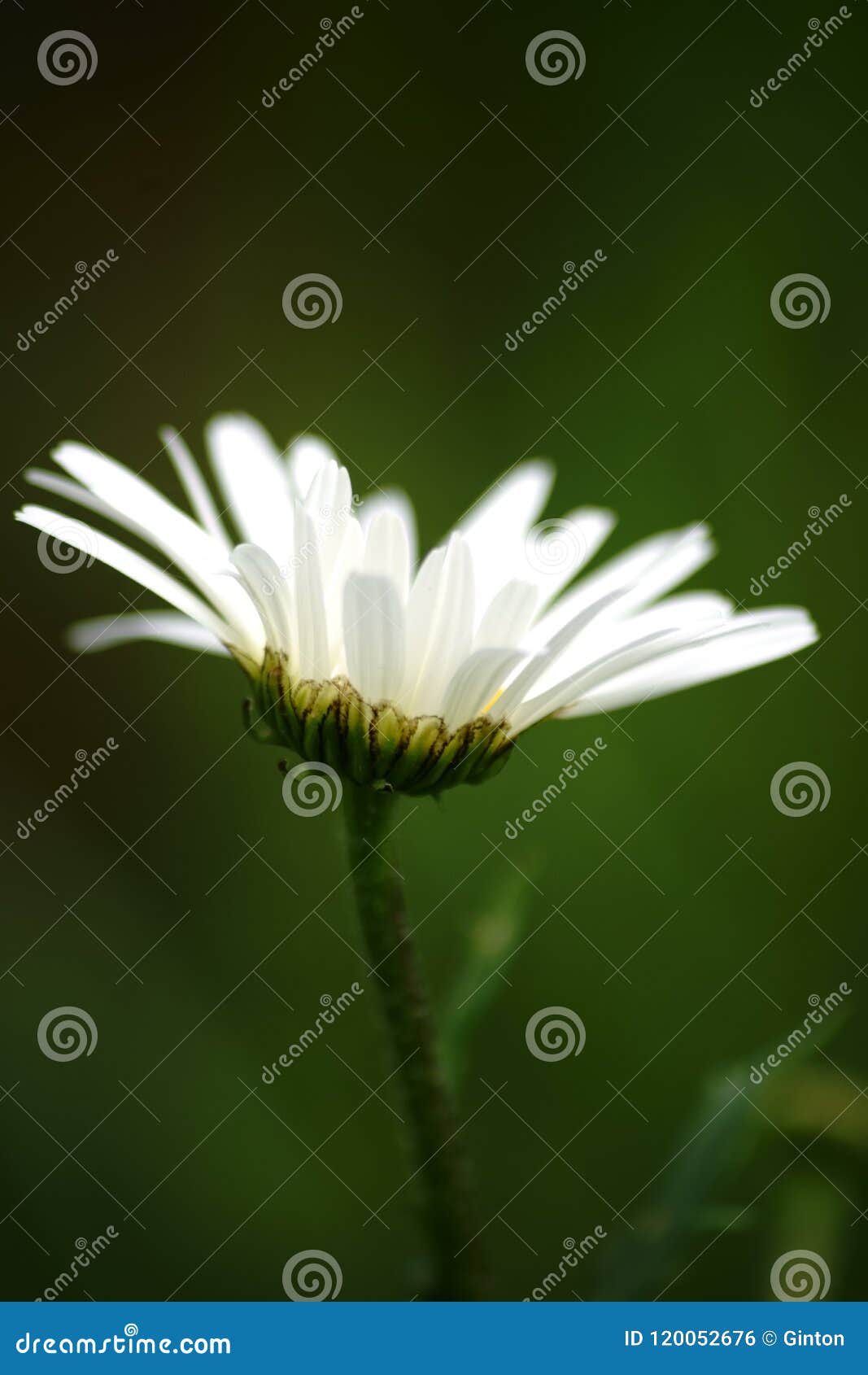 Portrait of a daisy stock photo. Image of perennis, daisy - 120052676