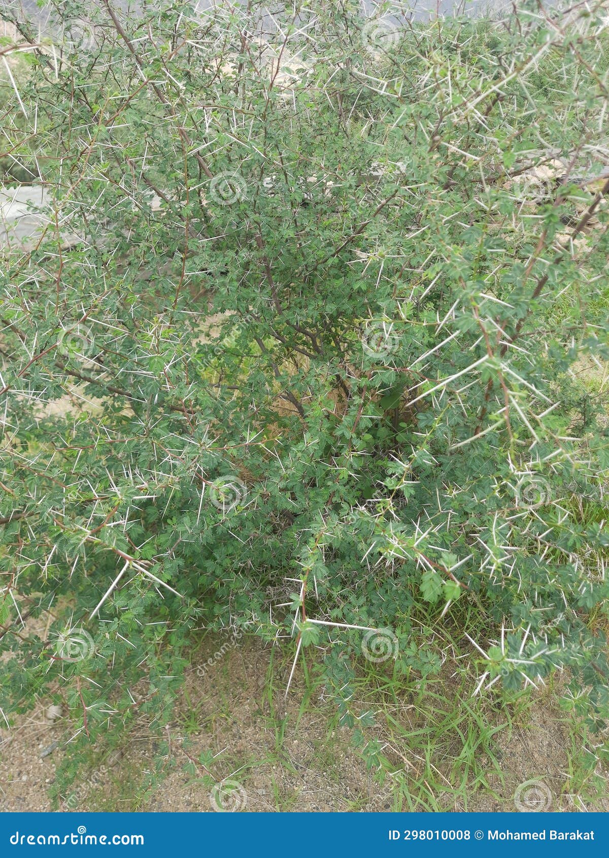 Close-up of Sidr Tree. Spiny Tree Branches, Green Trees and Plants ...