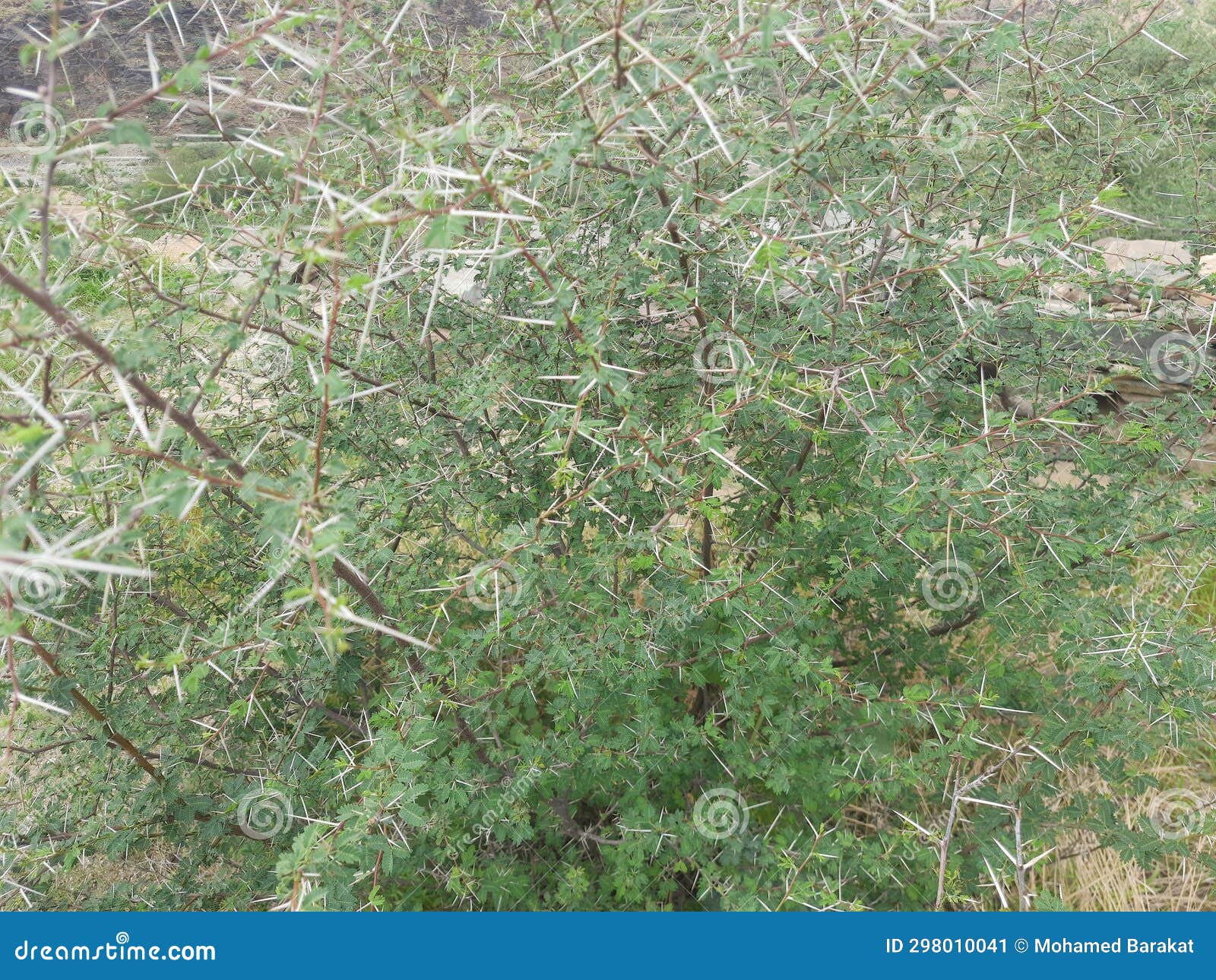 Close-up of Sidr Tree. Spiny Tree Branches, Green Trees and Plants ...