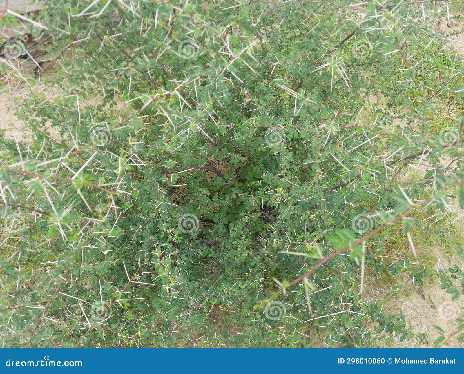 Close-up of Sidr Tree. Spiny Tree Branches, Green Trees and Plants ...