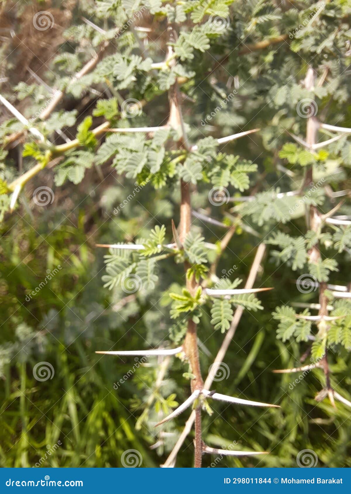 Close-up of Sidr Tree. Spiny Tree Branches, Green Trees and Plants ...