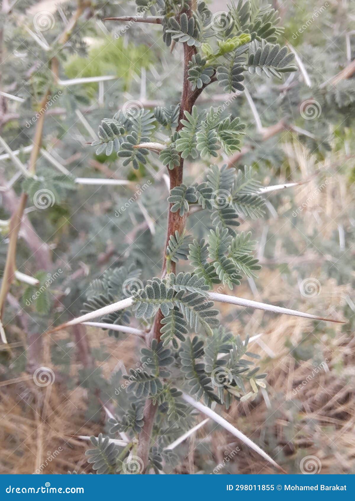 Close-up of Sidr Tree. Spiny Tree Branches, Green Trees and Plants ...