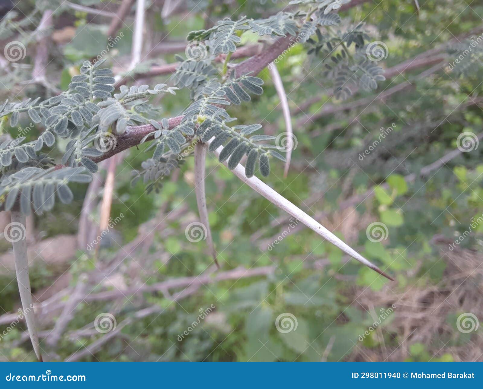 Close-up of Sidr Tree. Spiny Tree Branches, Green Trees and Plants ...