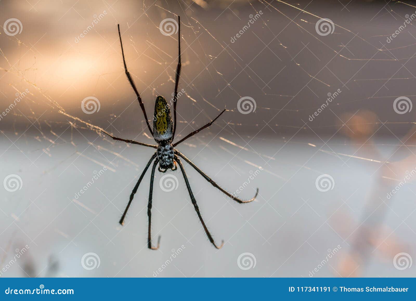 Close-up of a Silk Spider in Its Web Stock Image - Image of disgusting ...