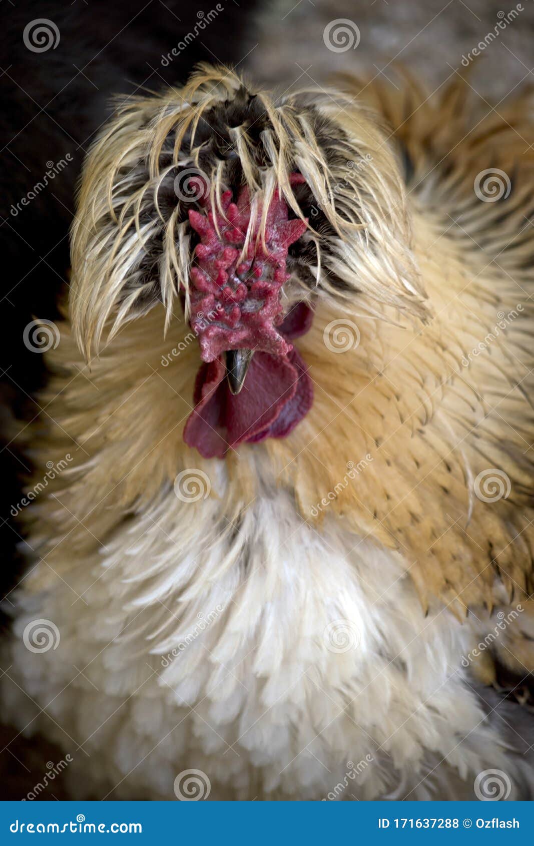 This is a Close Up of a Silkie Chicken Stock Photo - Image of white ...