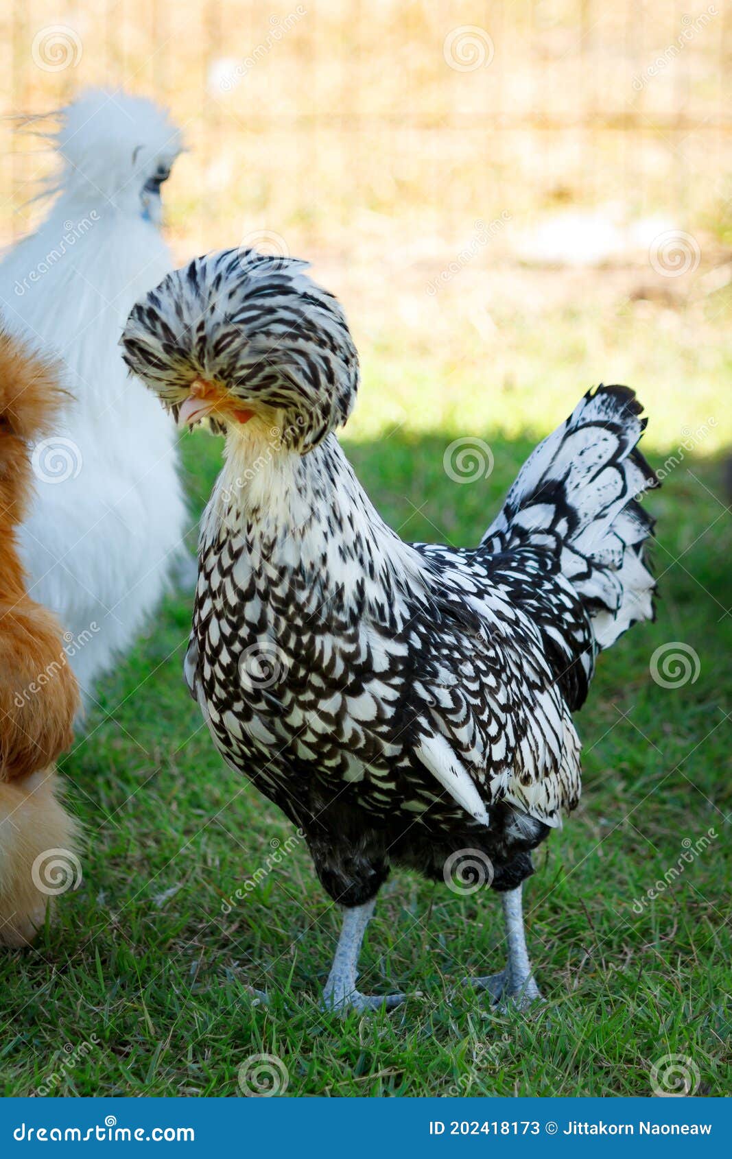 Close Up of the Silky Chicken Eyes Stock Image - Image of chicken ...